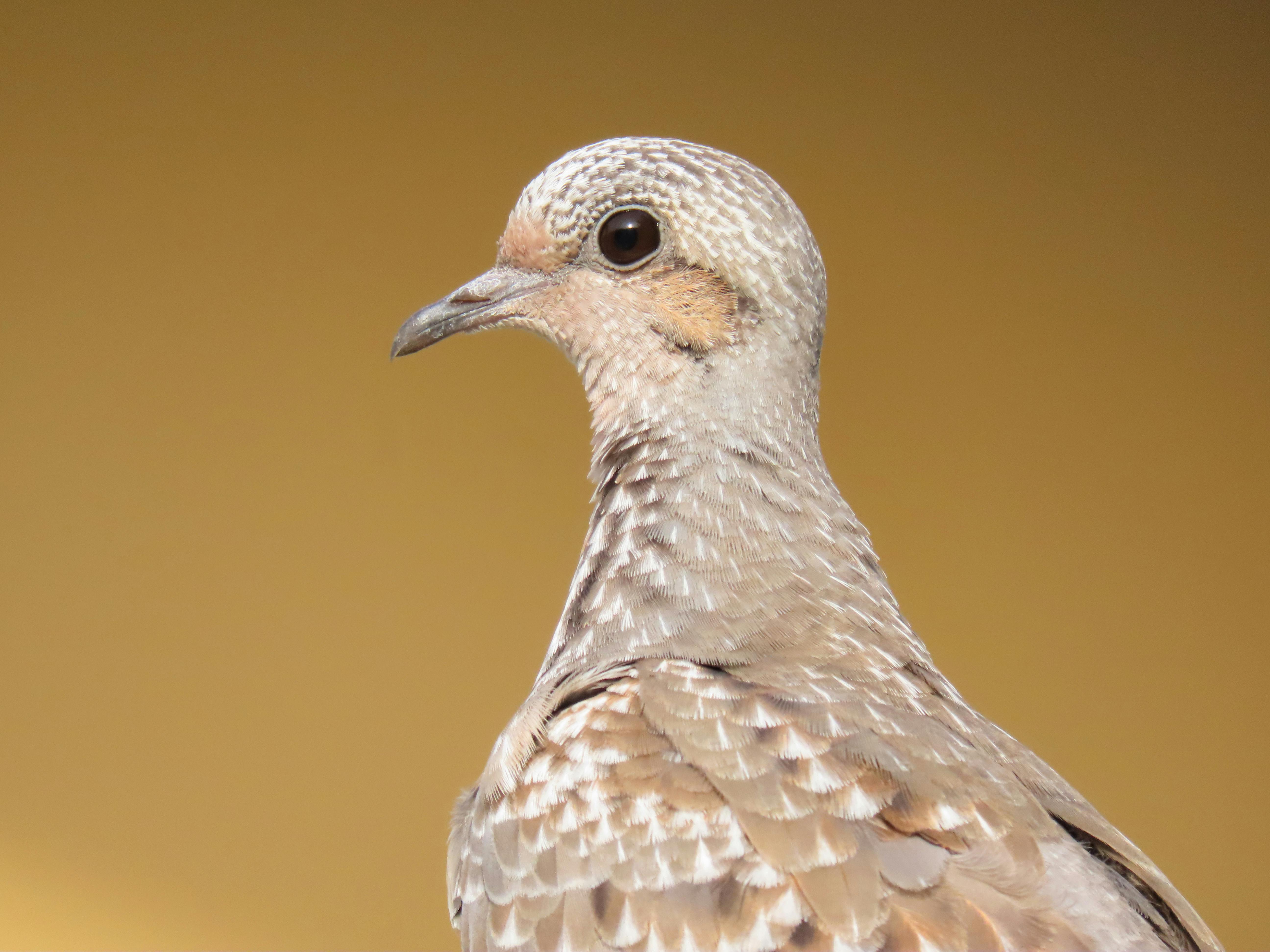 Close-up of a Dove in Santa Maria, Brazil · Free Stock Photo