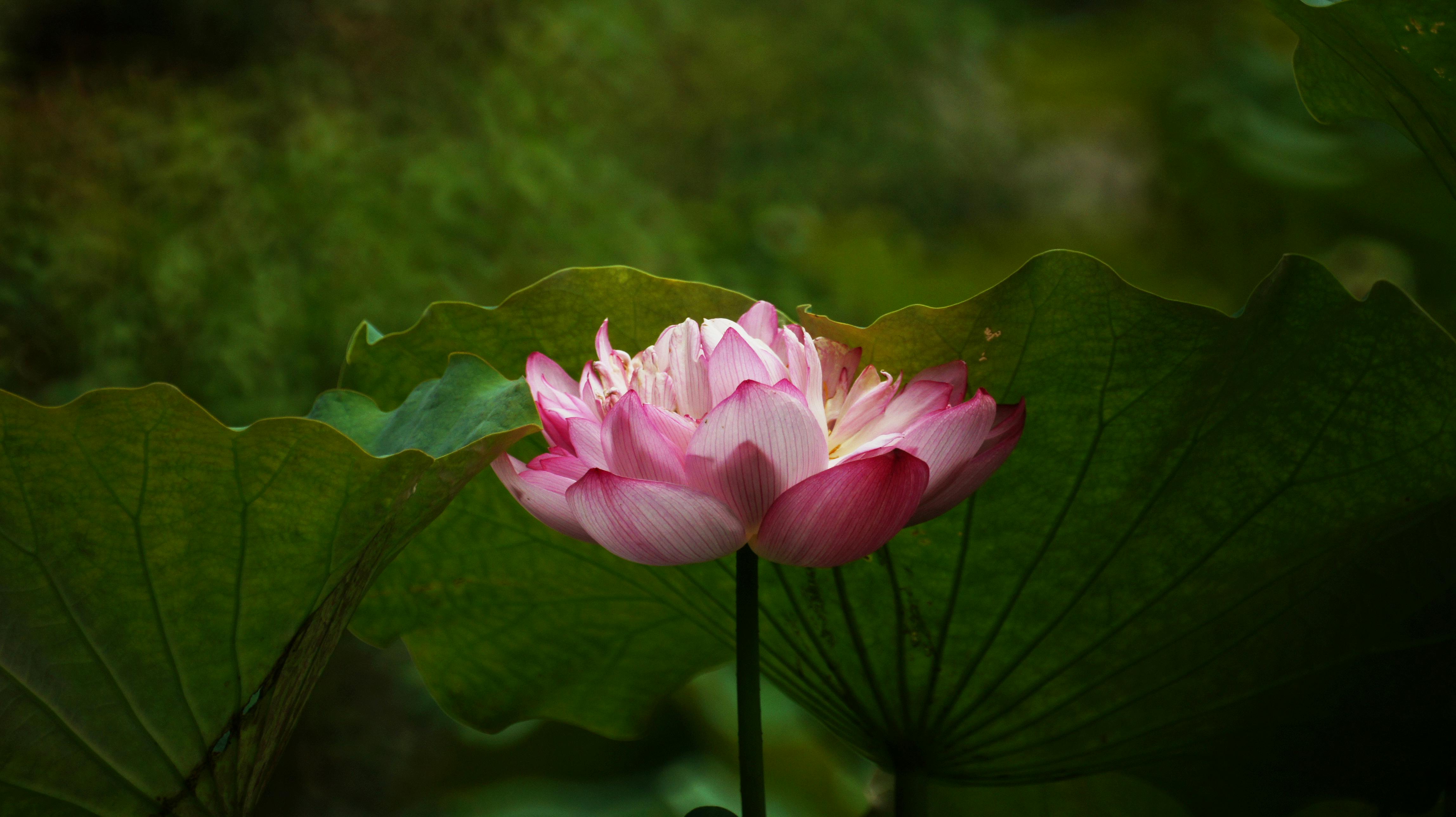 Erabadu Flower Photos, Download The BEST Free Erabadu Flower Stock ...