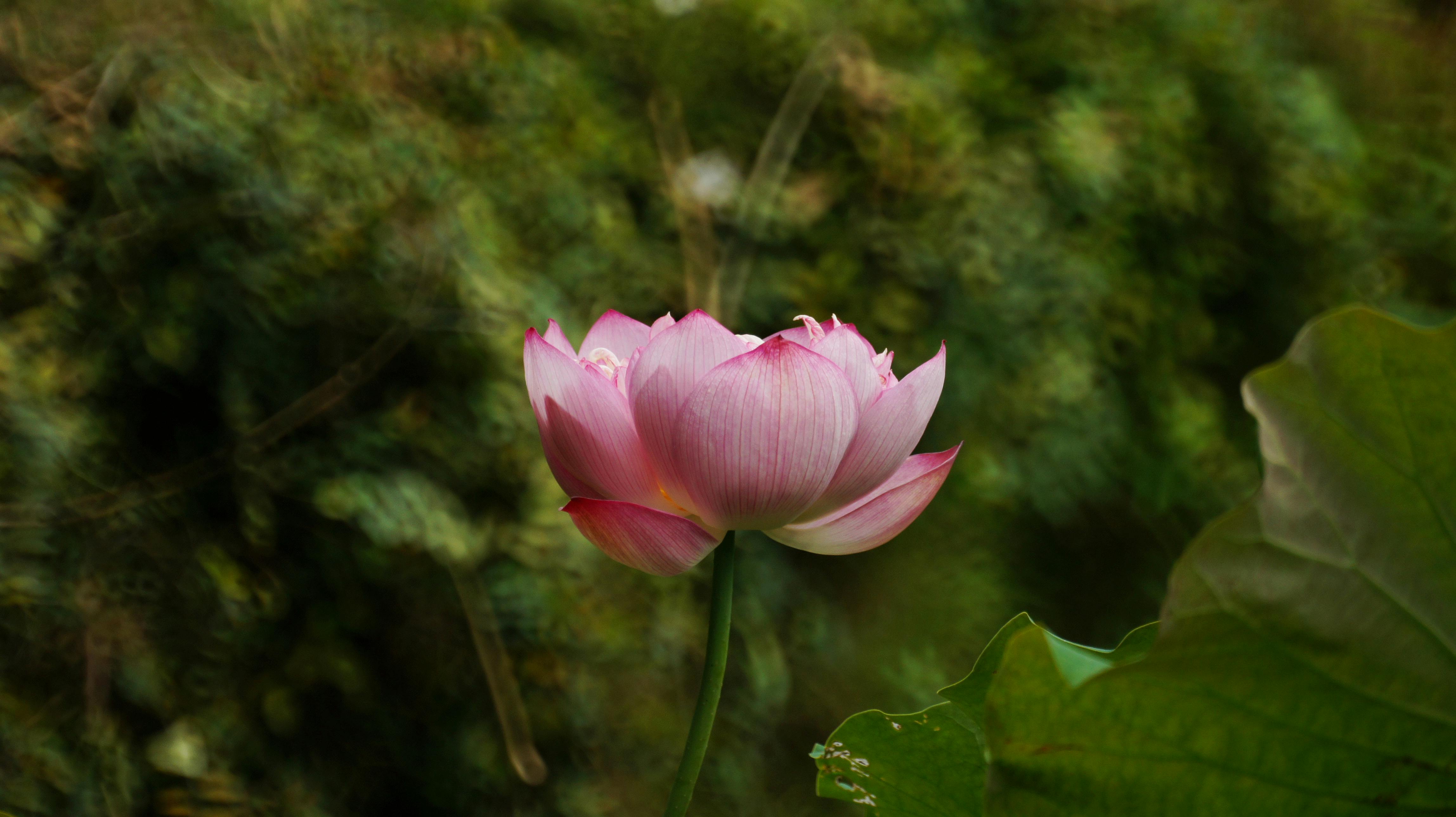 Flower Bracket Photos, Download The BEST Free Flower Bracket Stock ...