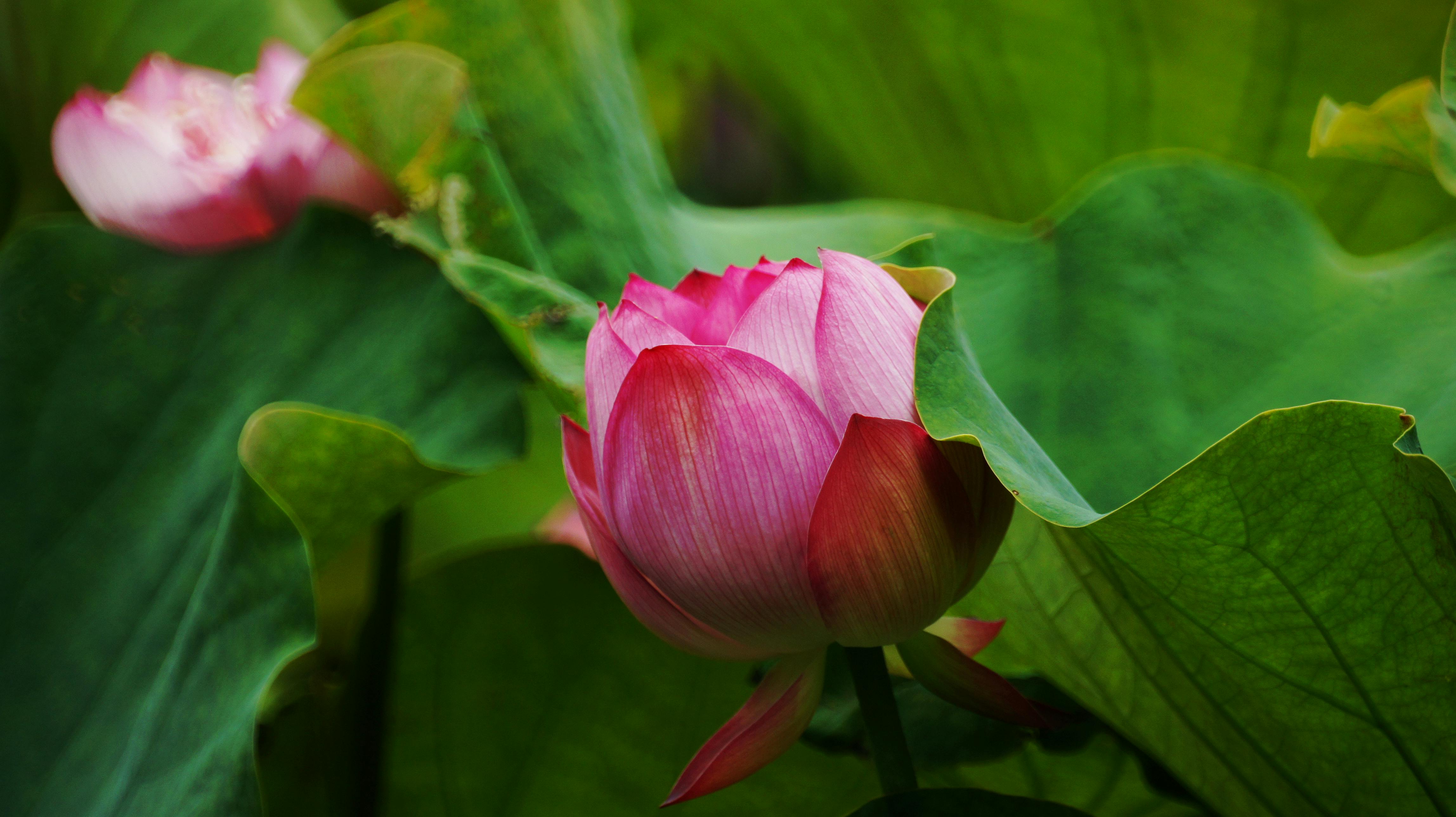 Electroscopic Algae Photos, Download The BEST Free Electroscopic Algae ...