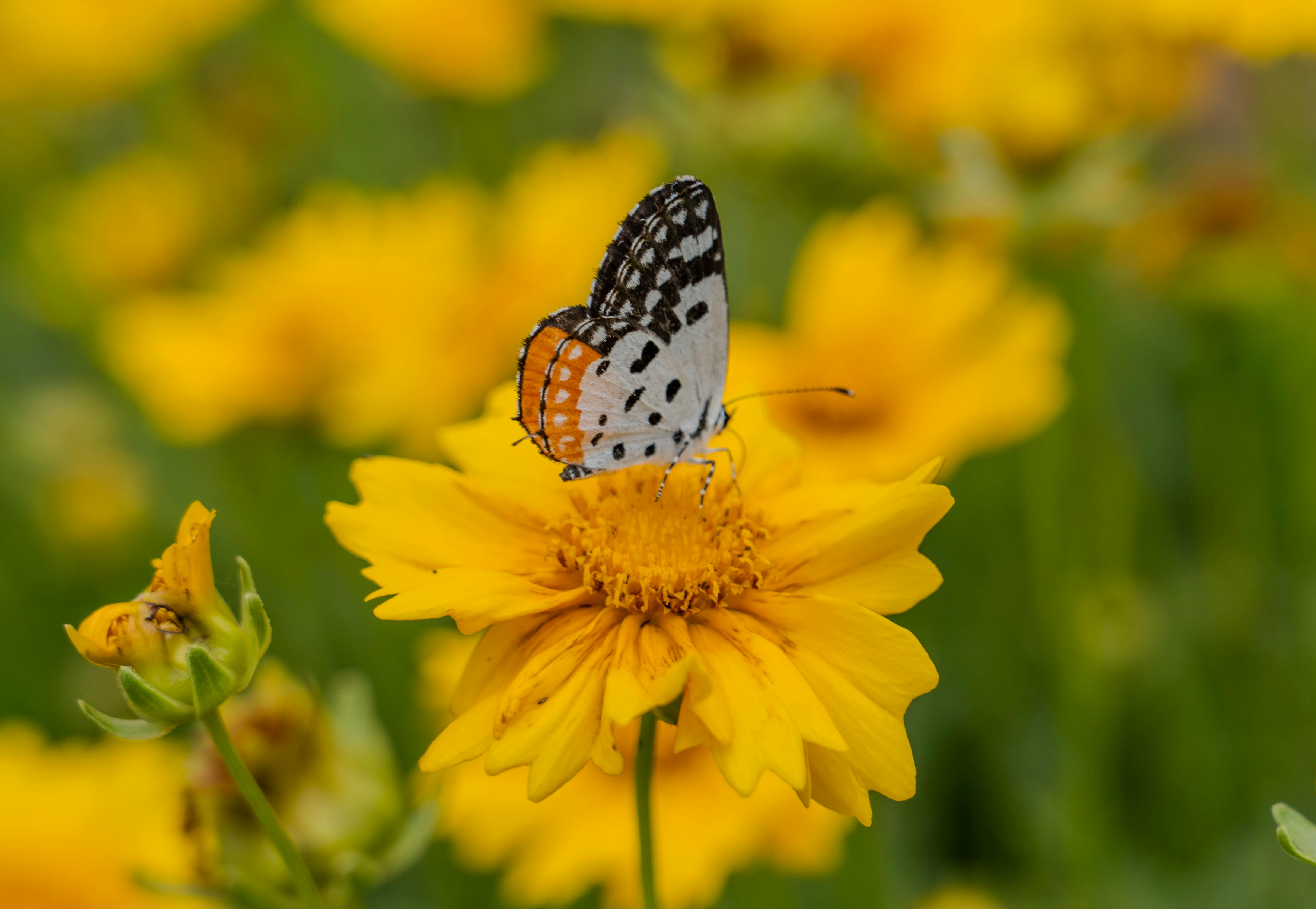 Biodiversity Photos, Download The BEST Free Biodiversity Stock Photos ...