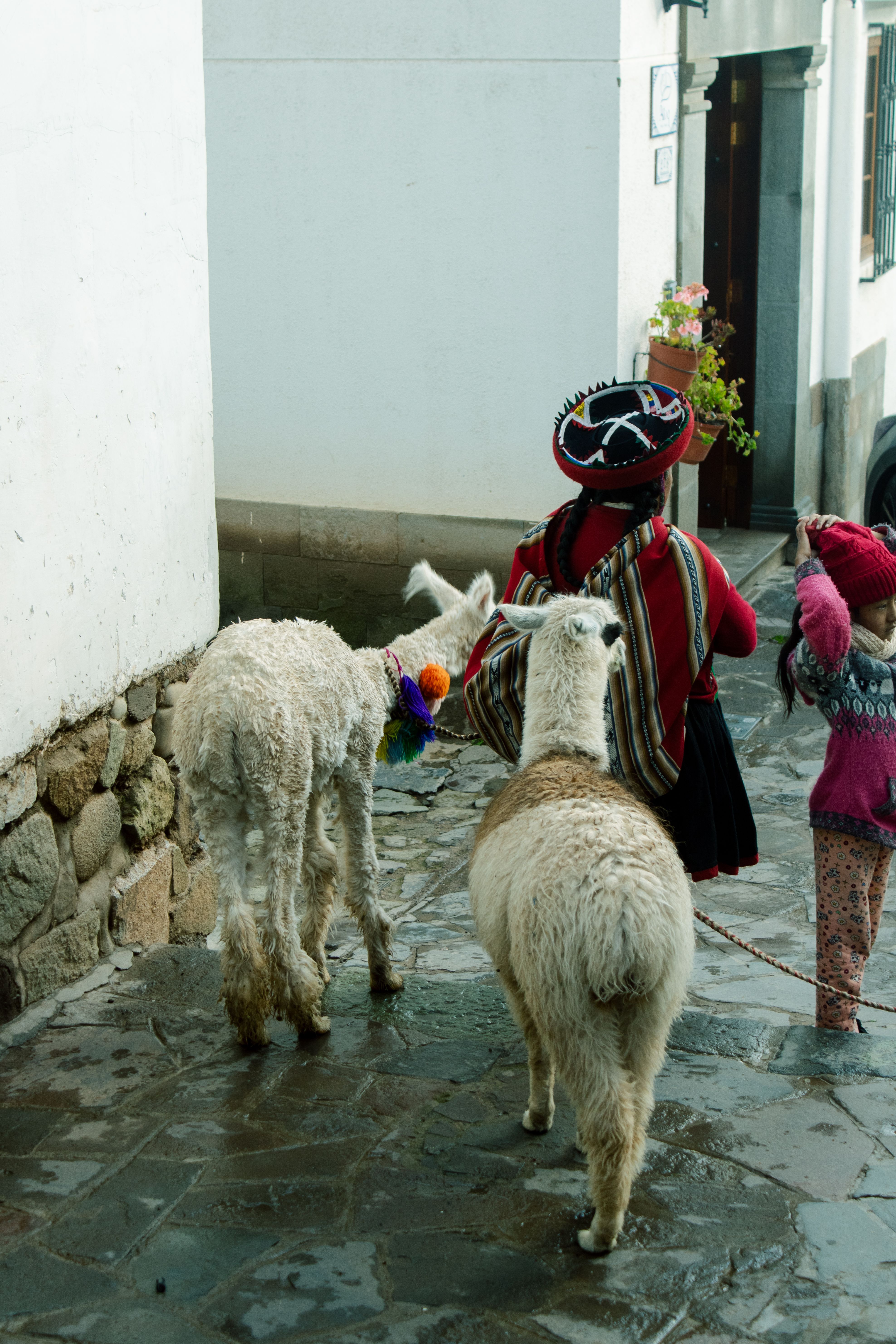 Escena Tradicional Andina Con Alpacas En Cusco · Foto de stock gratuita