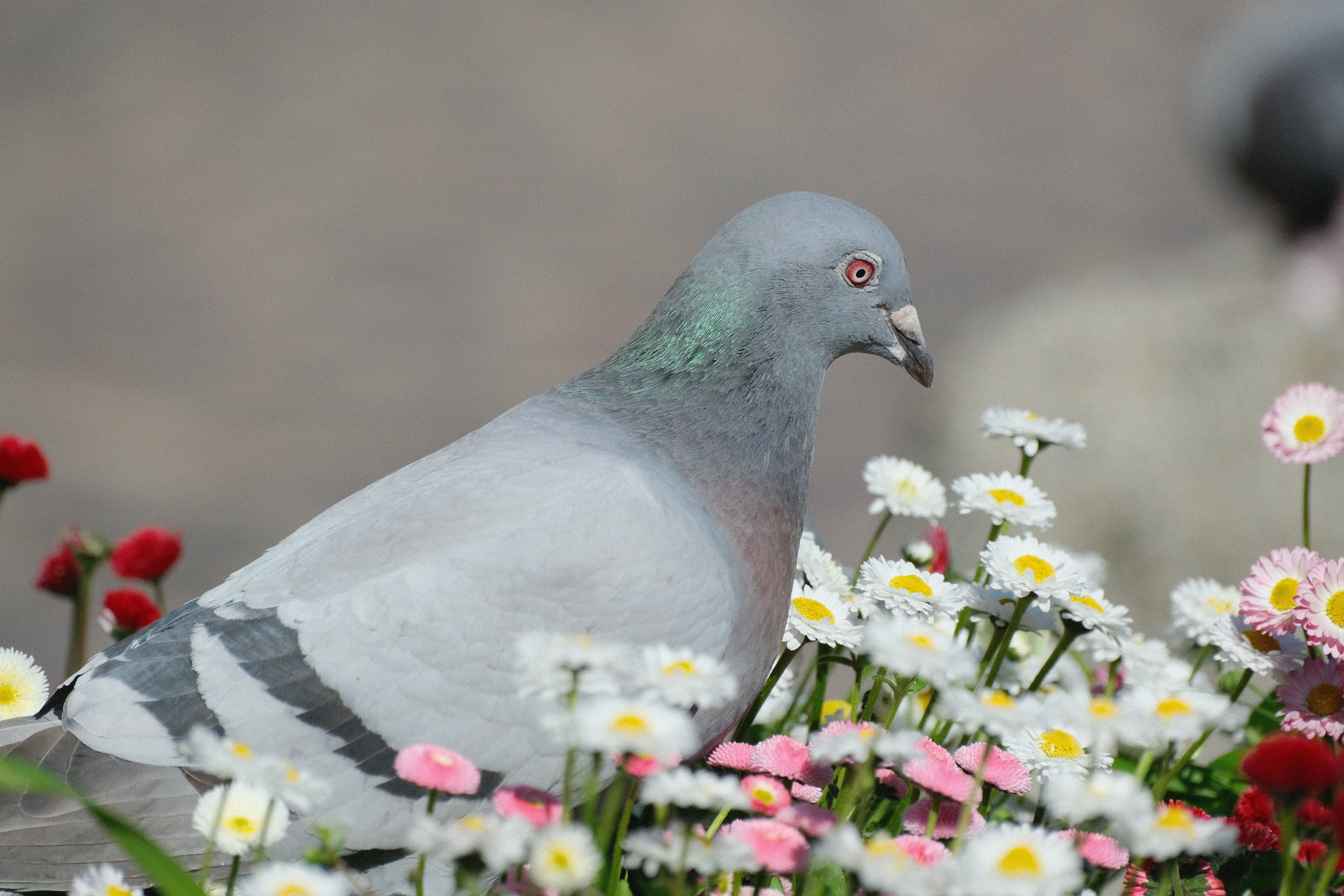 Close-Up of a Pigeon Among Vibrant Spring Flowers · Free Stock Photo