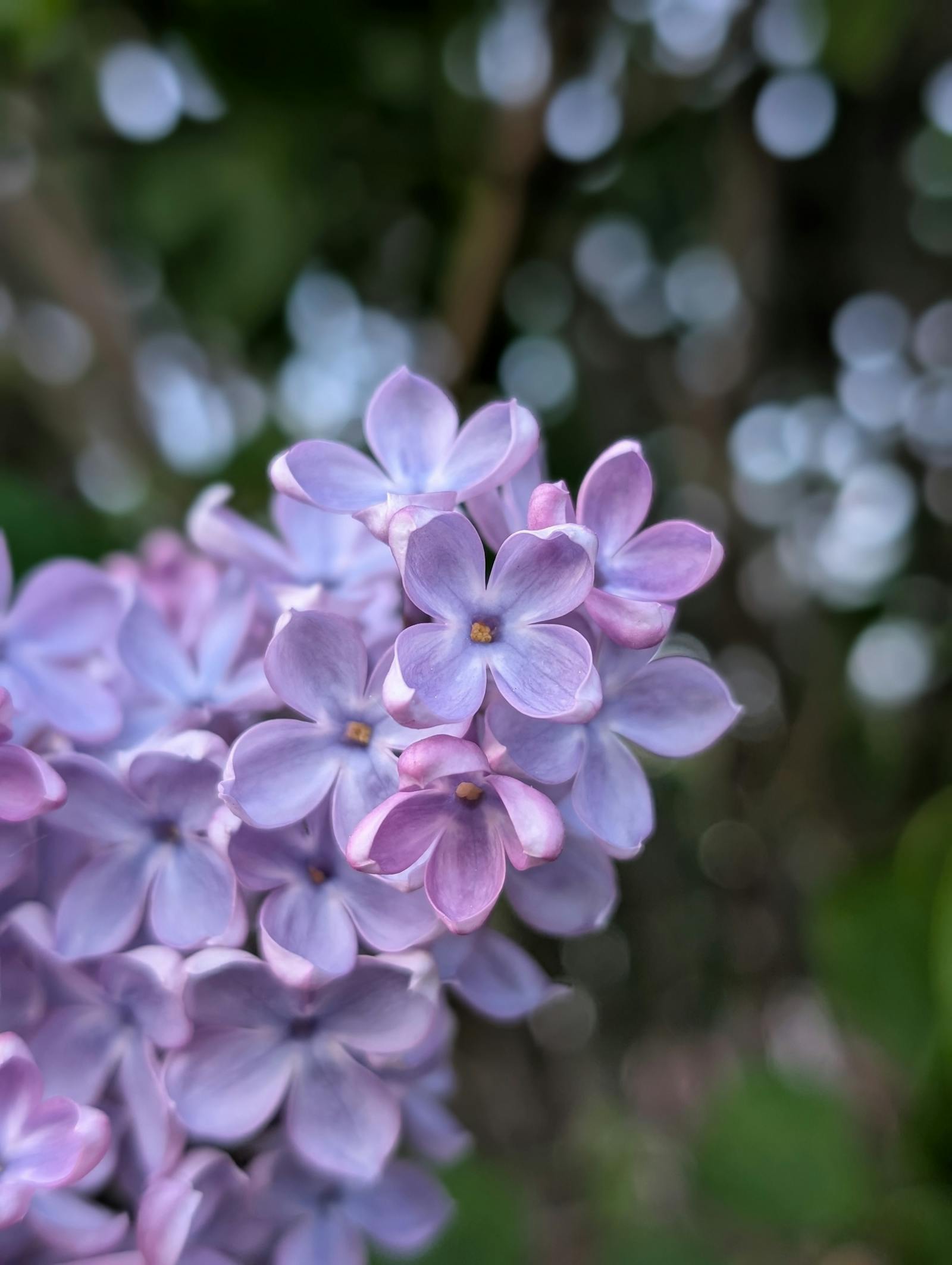 Flower Bookey Photos, Download The BEST Free Flower Bookey Stock Photos ...