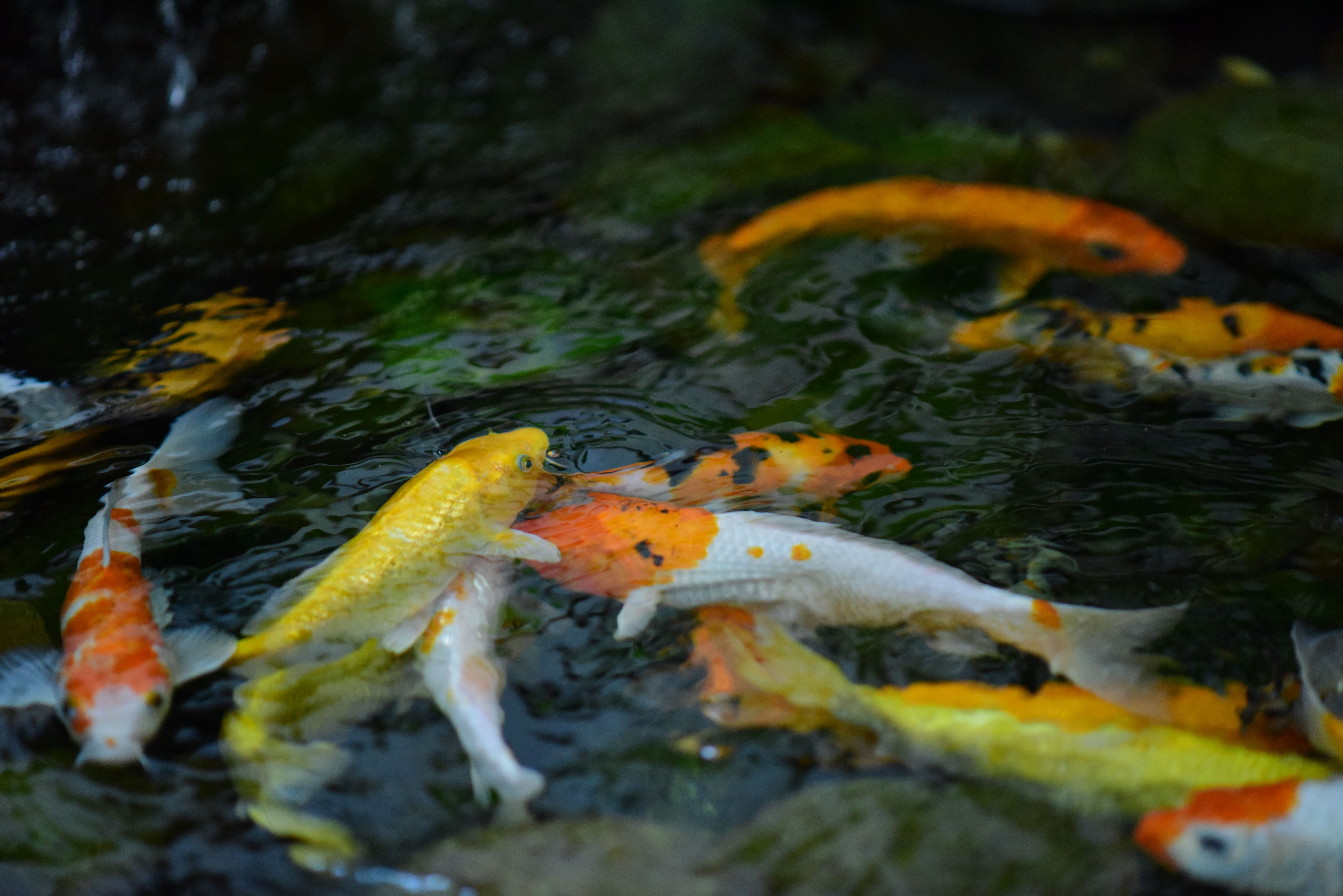 Vibrant Koi Fish Swimming in Tranquil Pond · Free Stock Photo