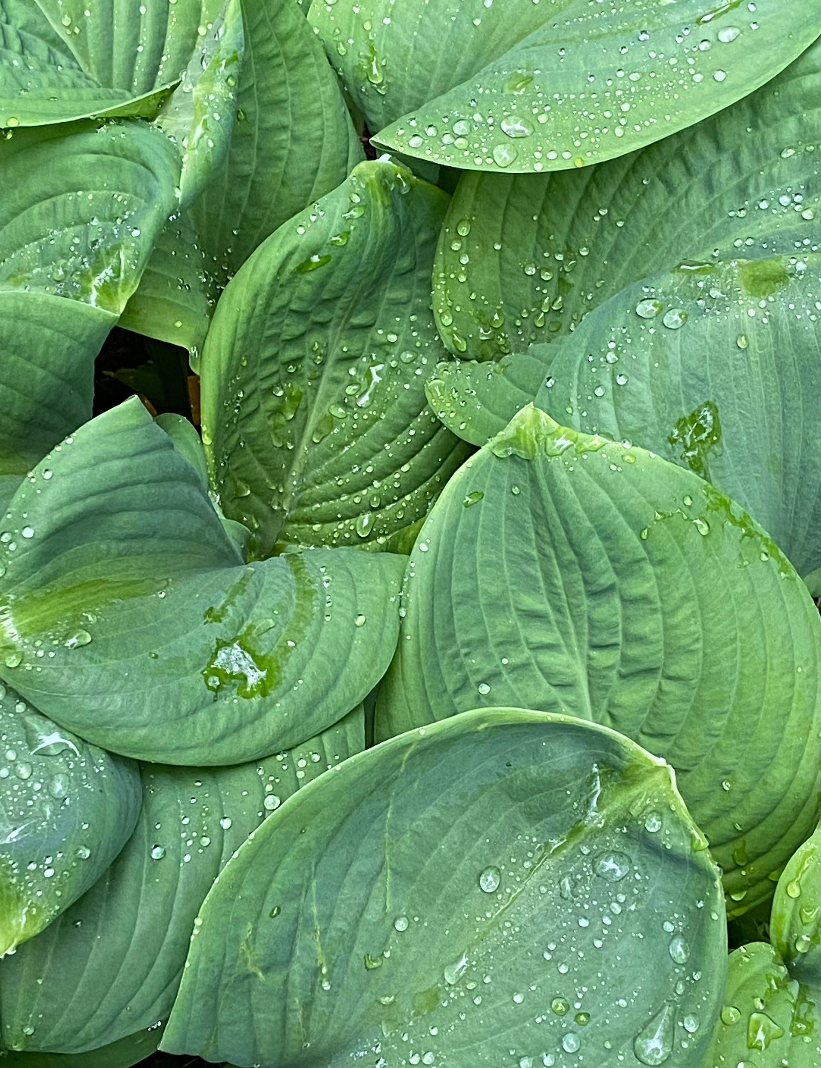 Close-up of Lush Green Hostas with Dew Drops · Free Stock Photo
