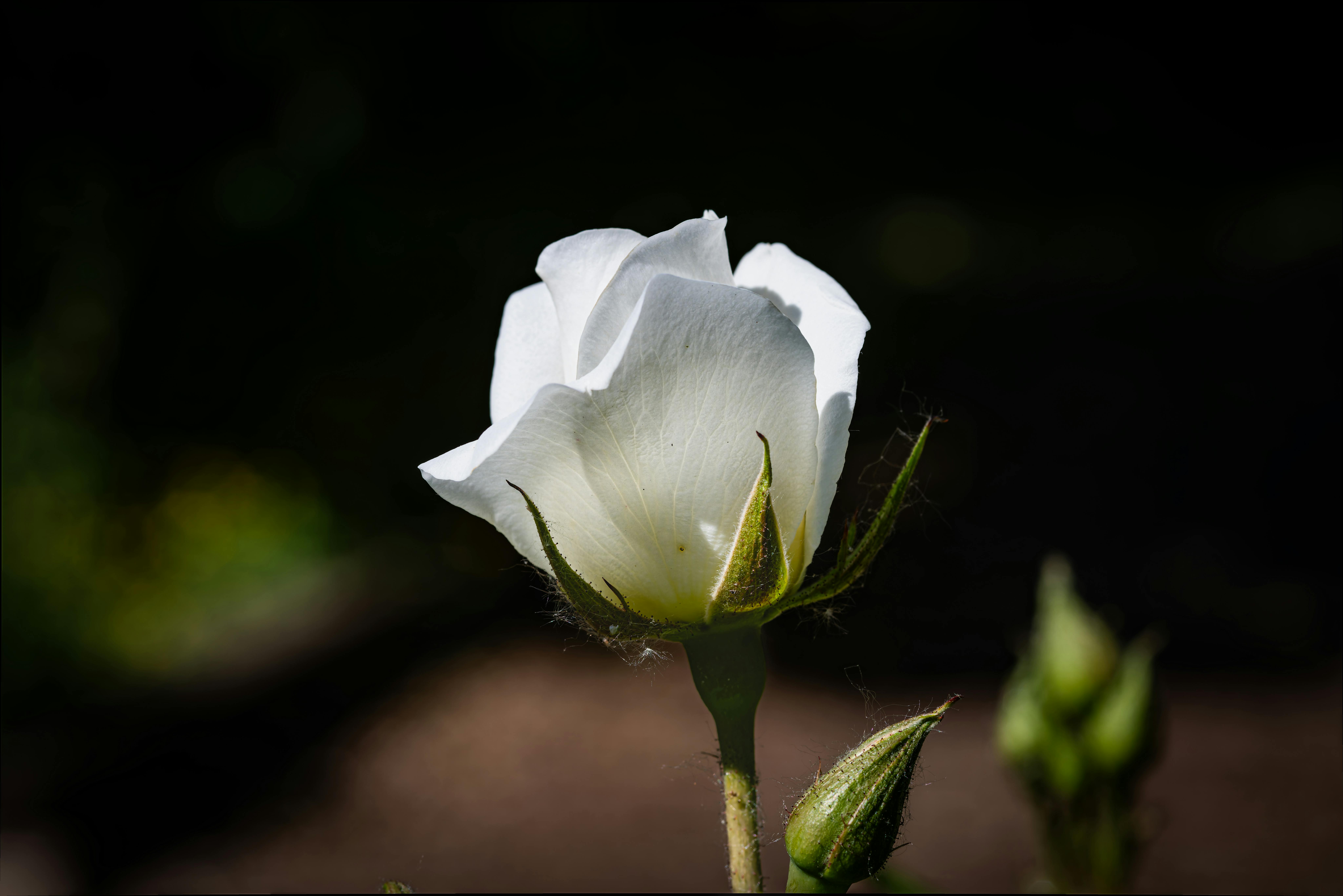 100.000+ Scroller+girls+small+size+hd Bilder und Fotos · Kostenlos ...