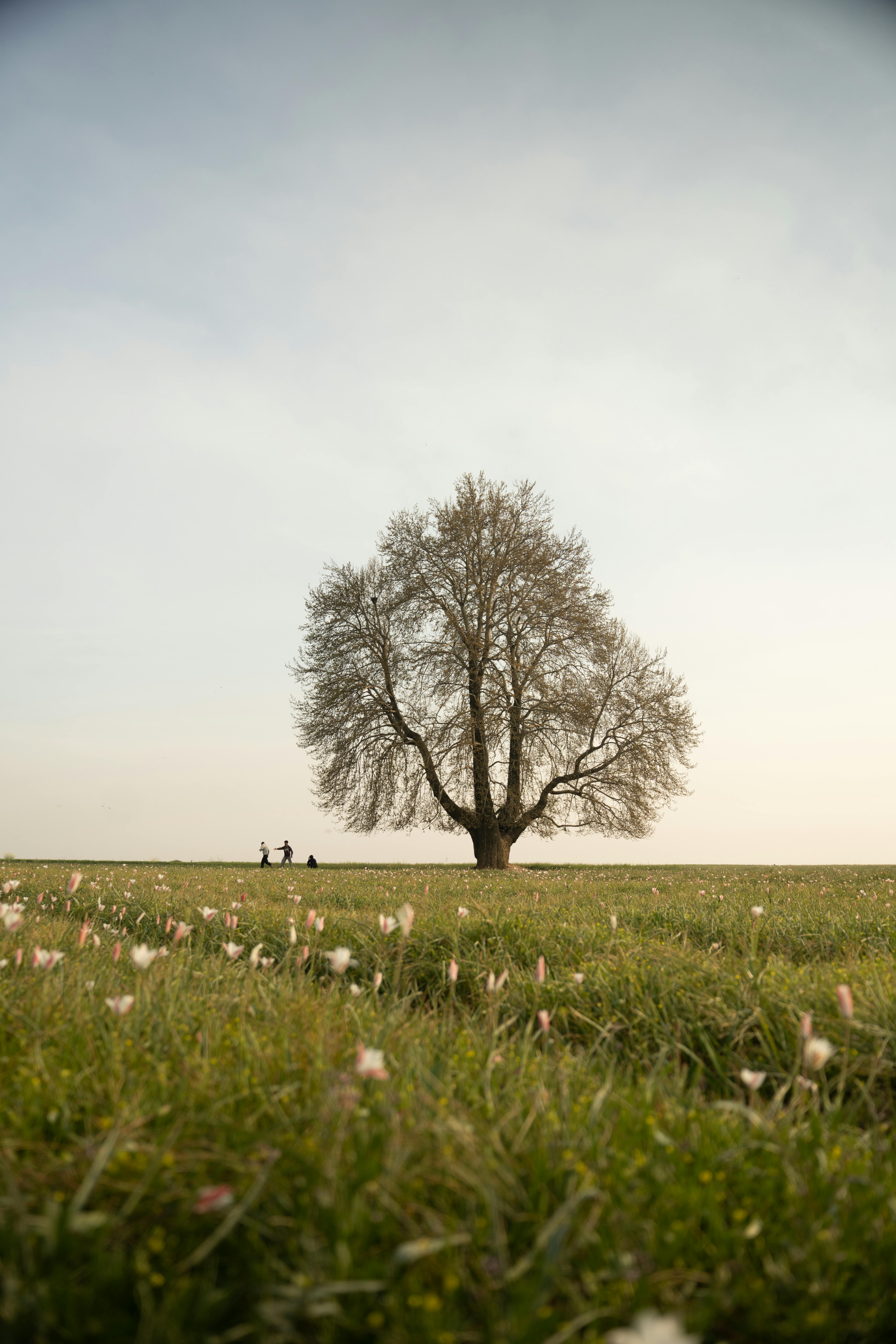 Solitary tree in a tranquil meadow landscape · Free Stock Photo