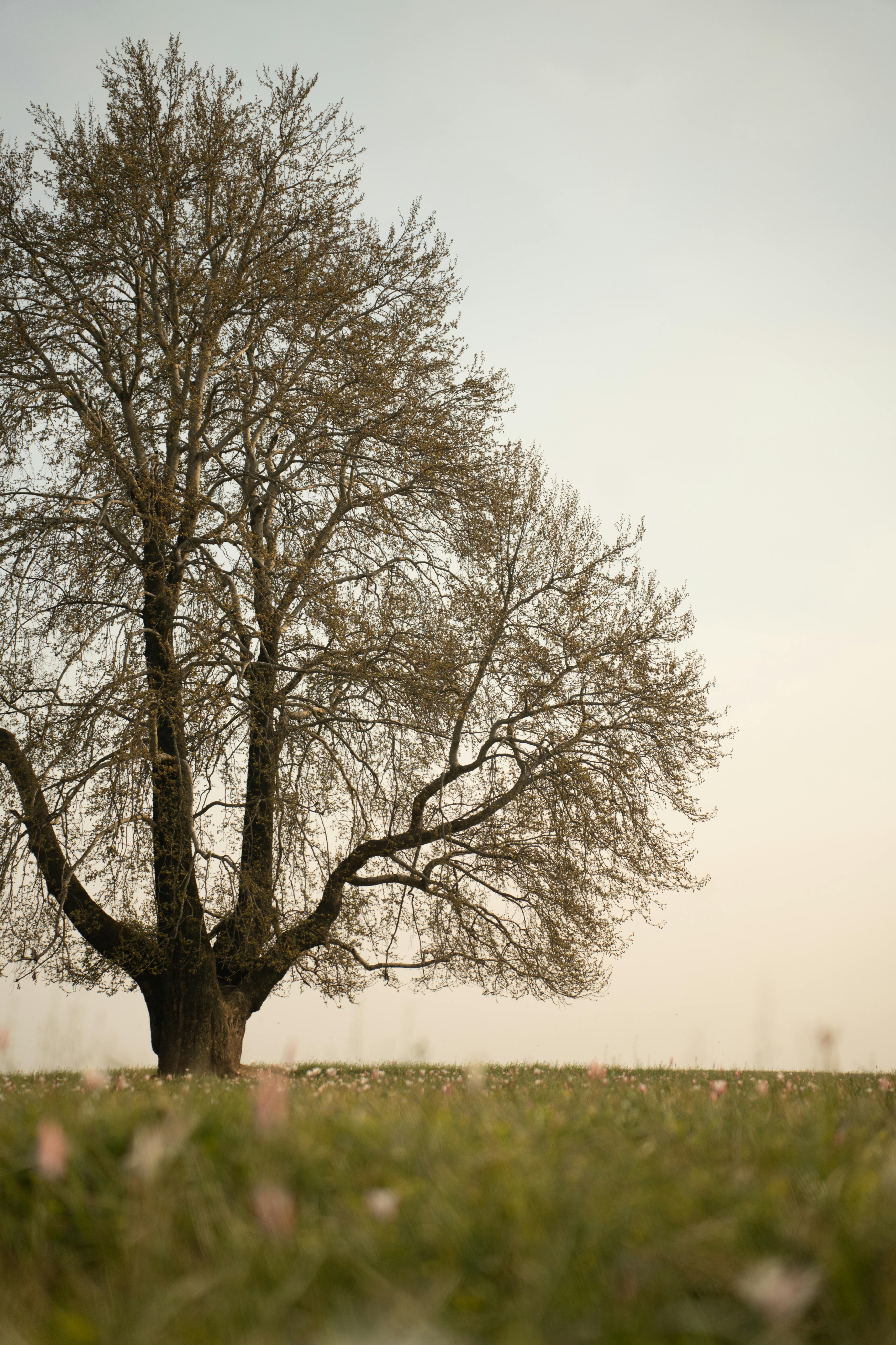 Solitary Tree in Kashmir Field During Spring · Free Stock Photo