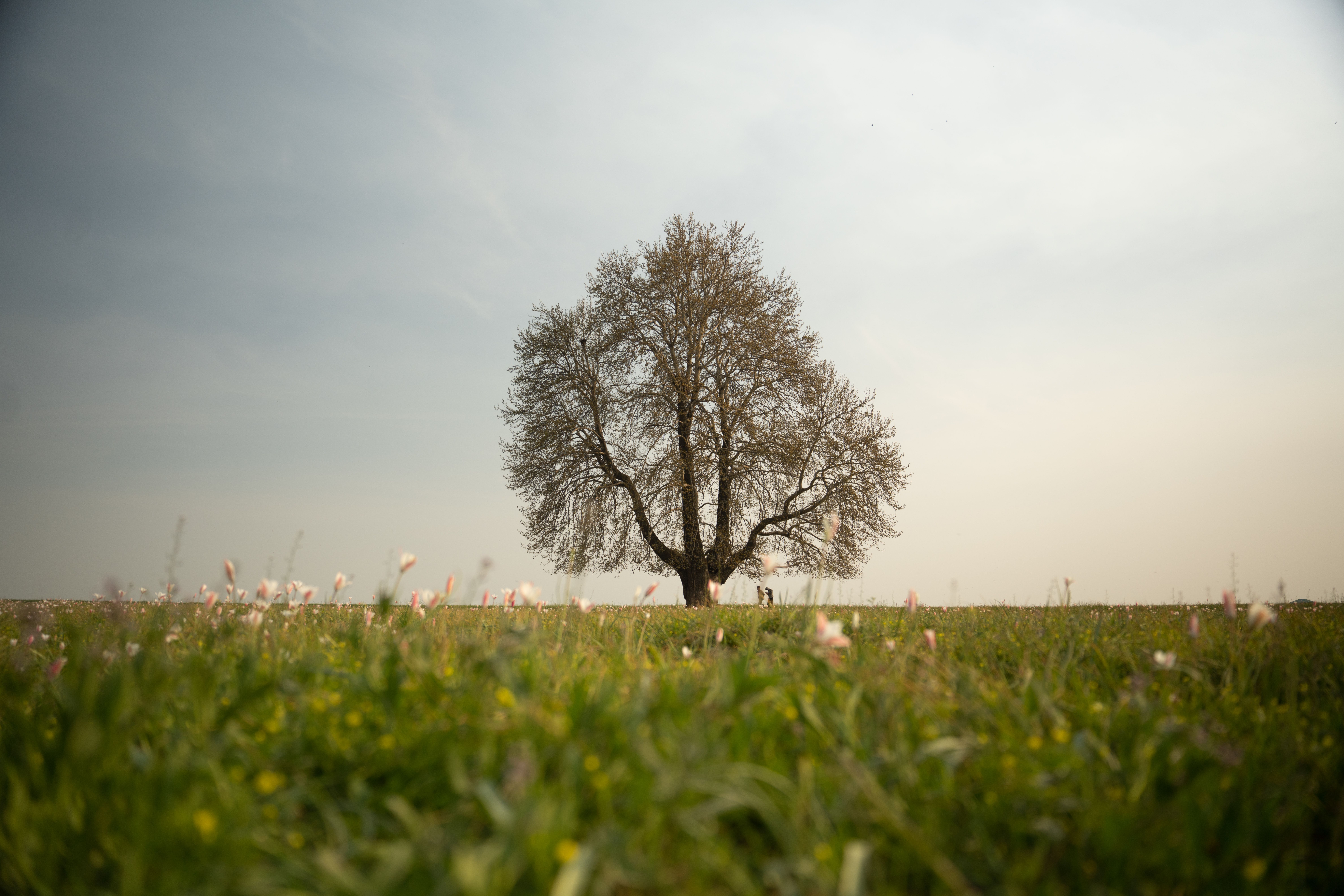 Kashmir Landscape Photos, Download The BEST Free Kashmir Landscape ...