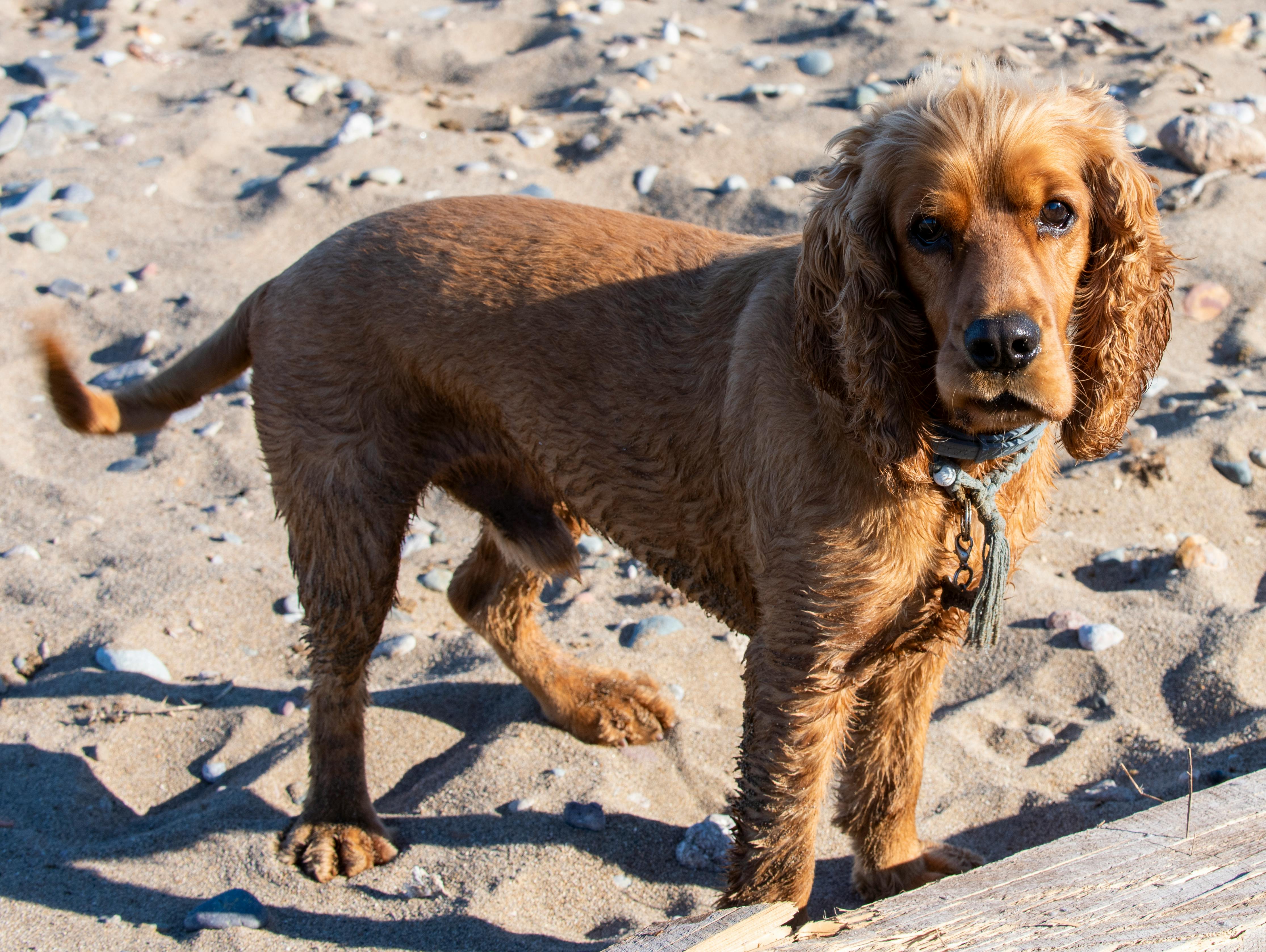 Cocker Spaniel Dog on Sandy Beach · Free Stock Photo