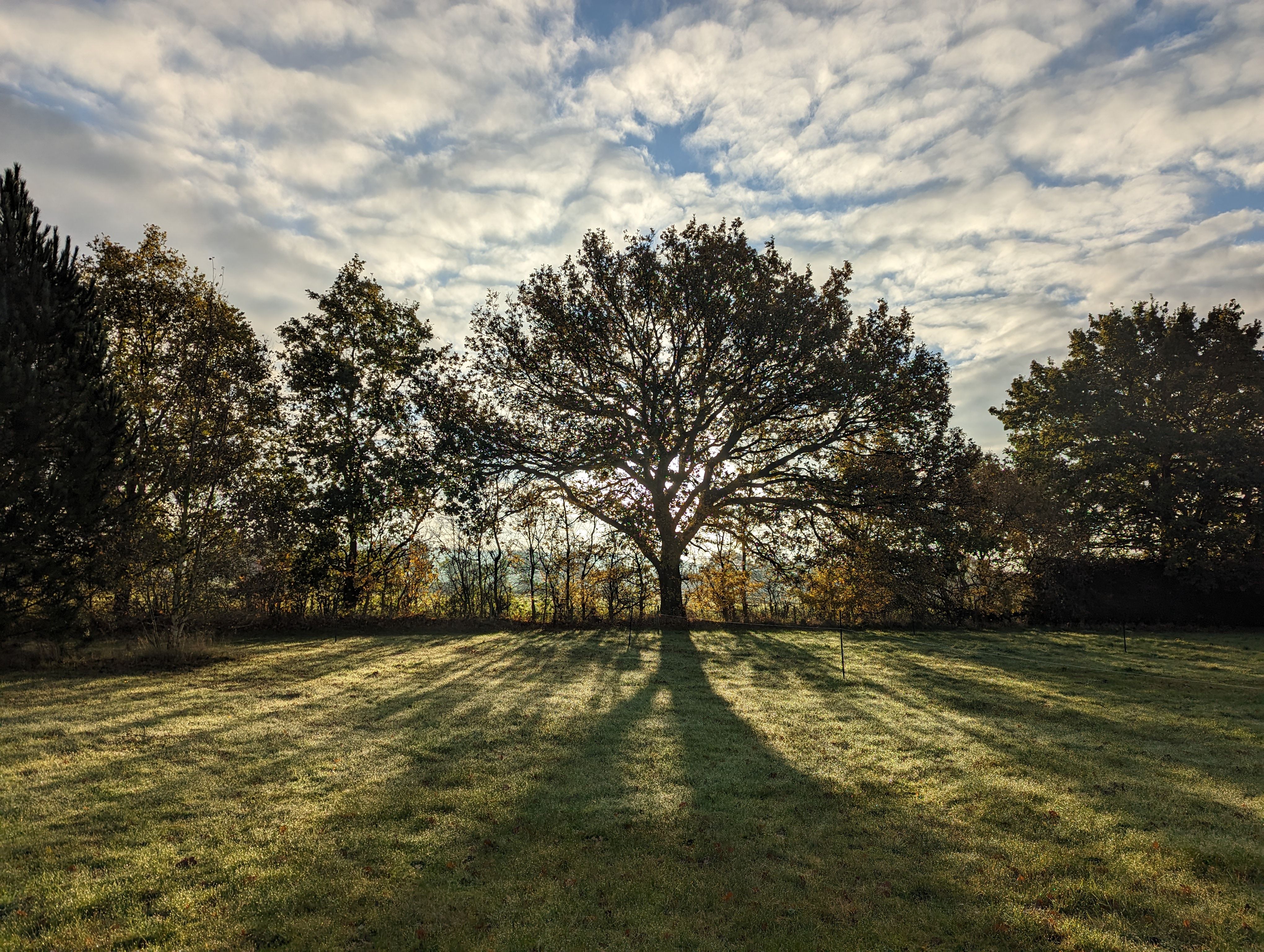 English Oak Planting: A Journey from Seed to Mature Tree