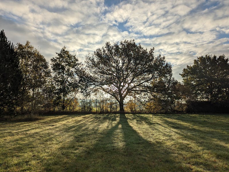 Big Tree Photos, Download The BEST Free Big Tree Stock Photos & HD Images