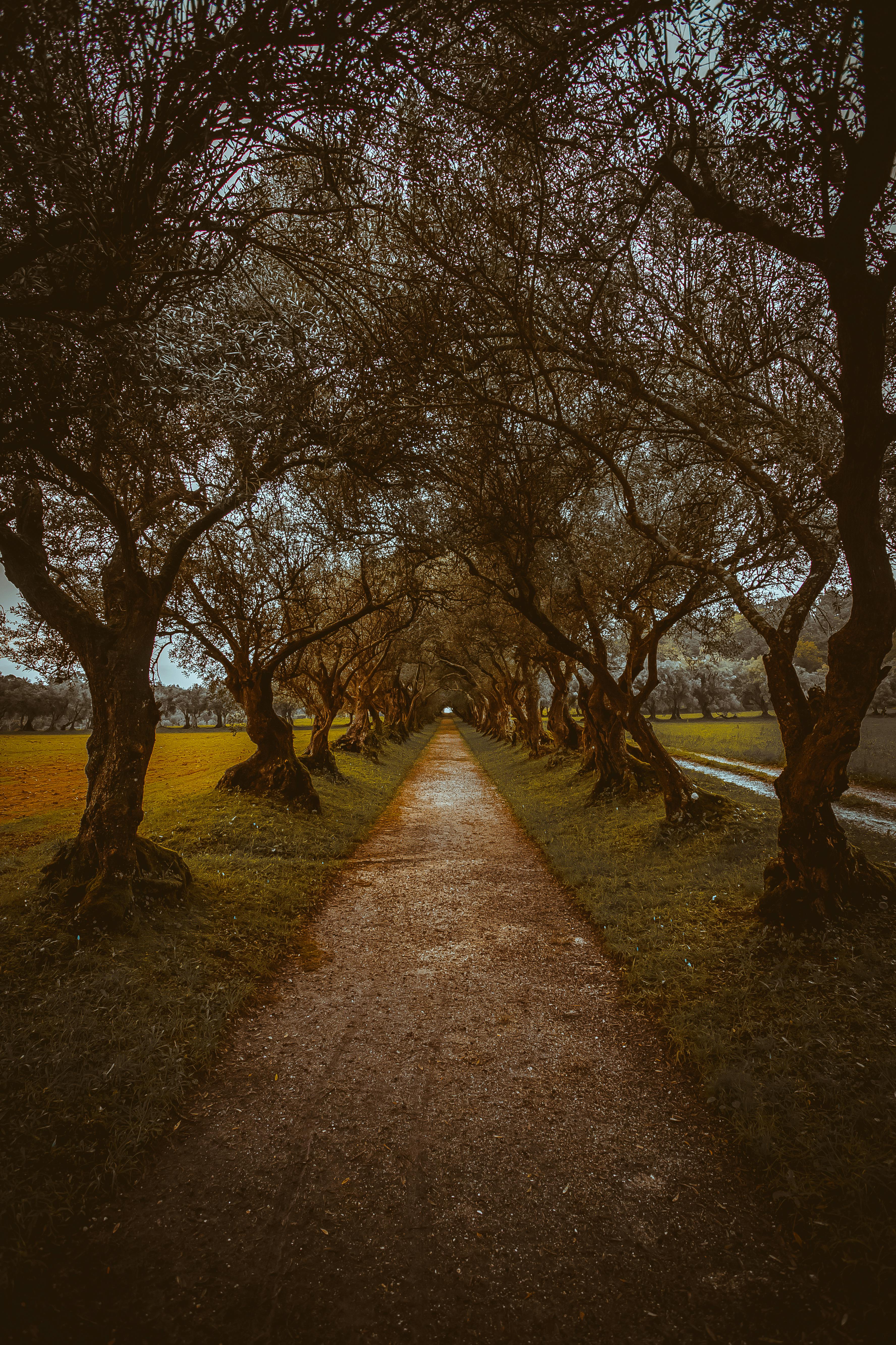 Pathway Near Trees · Free Stock Photo