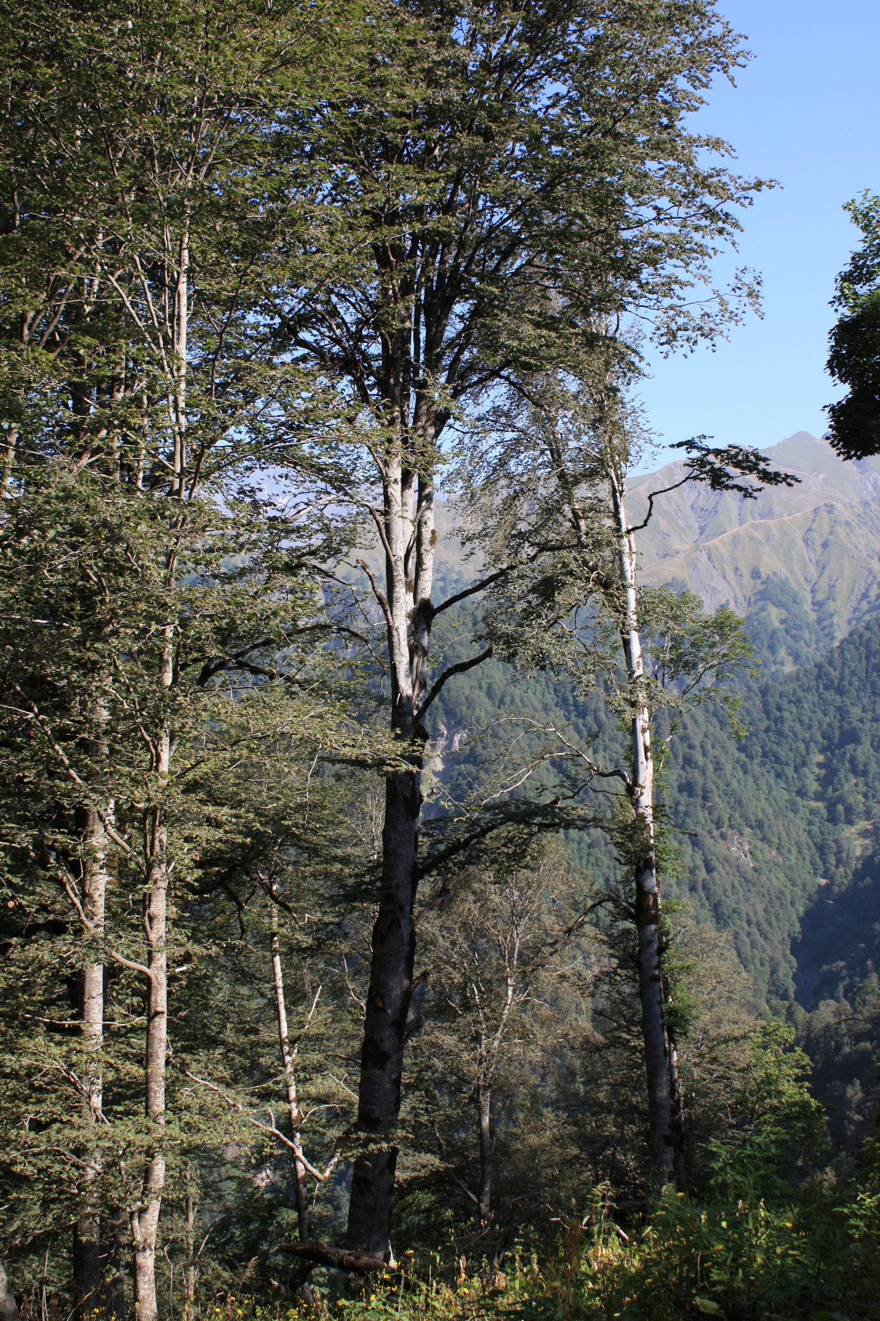 Majestic Forest Trees Overlooking Mountain Range · Free Stock Photo