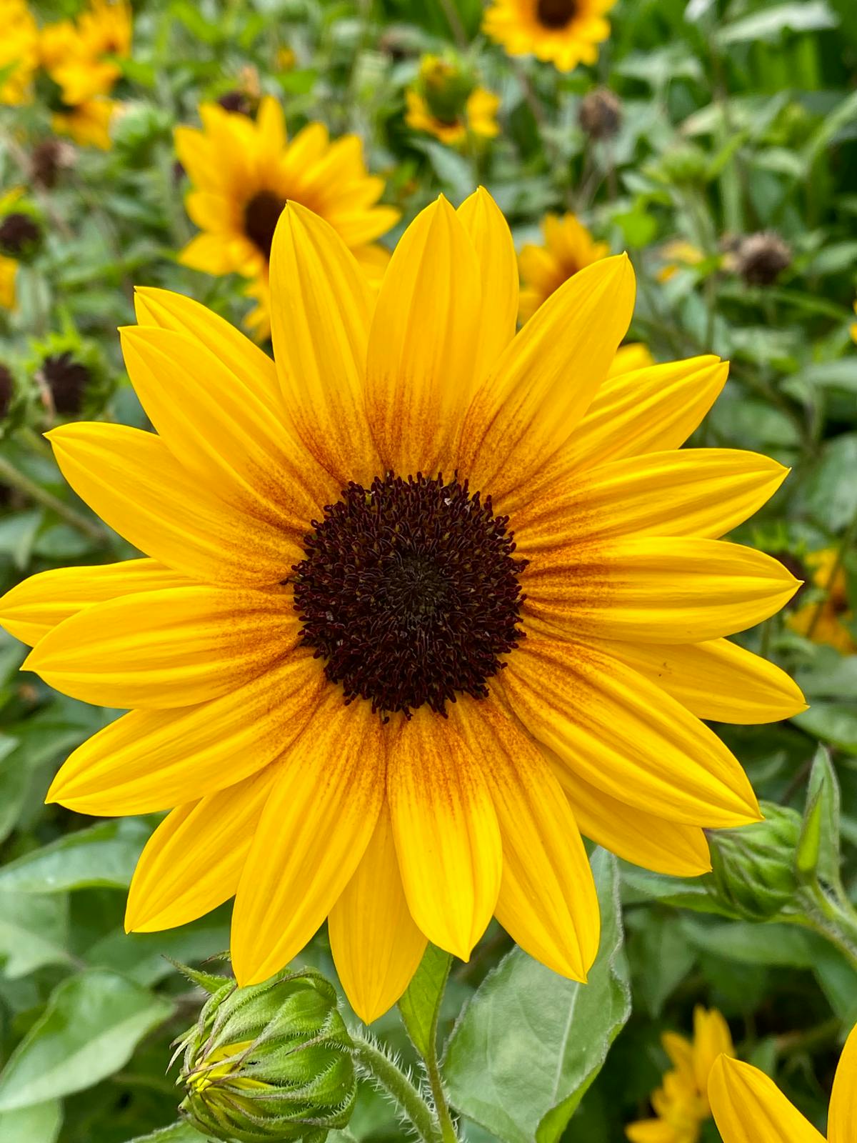 Bright Color Photos, Download The BEST Free Bright Color Stock Photos ...