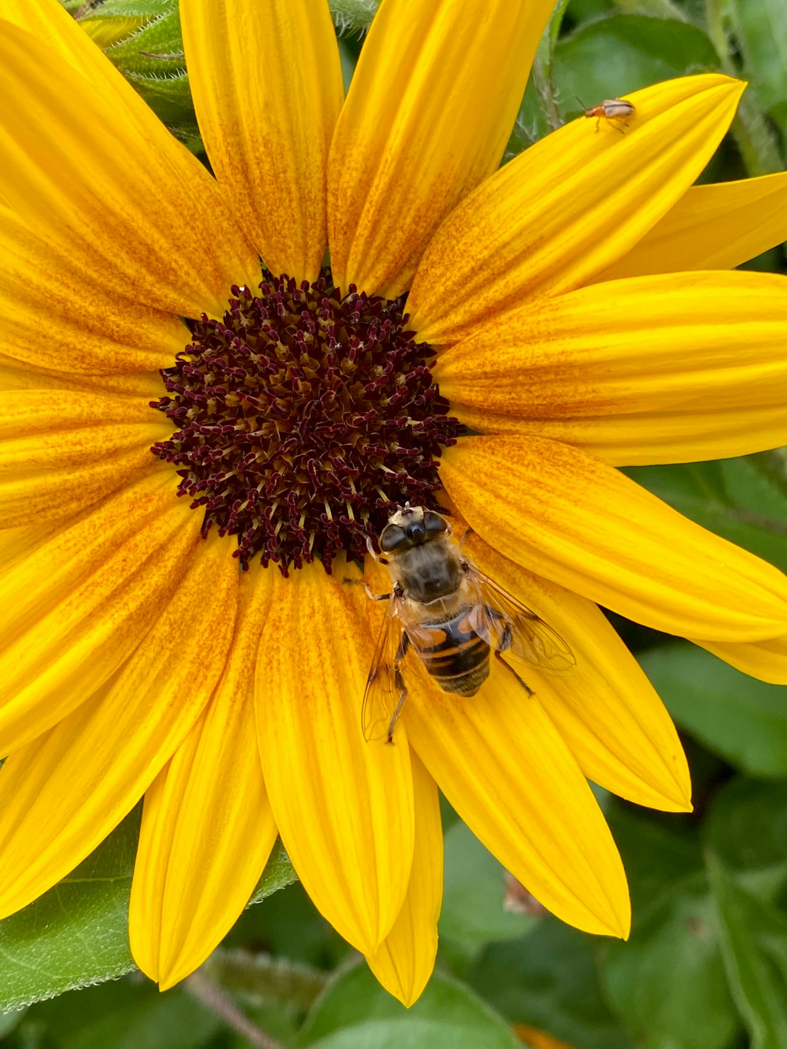 Bee Png Photos, Download The BEST Free Bee Png Stock Photos & HD Images