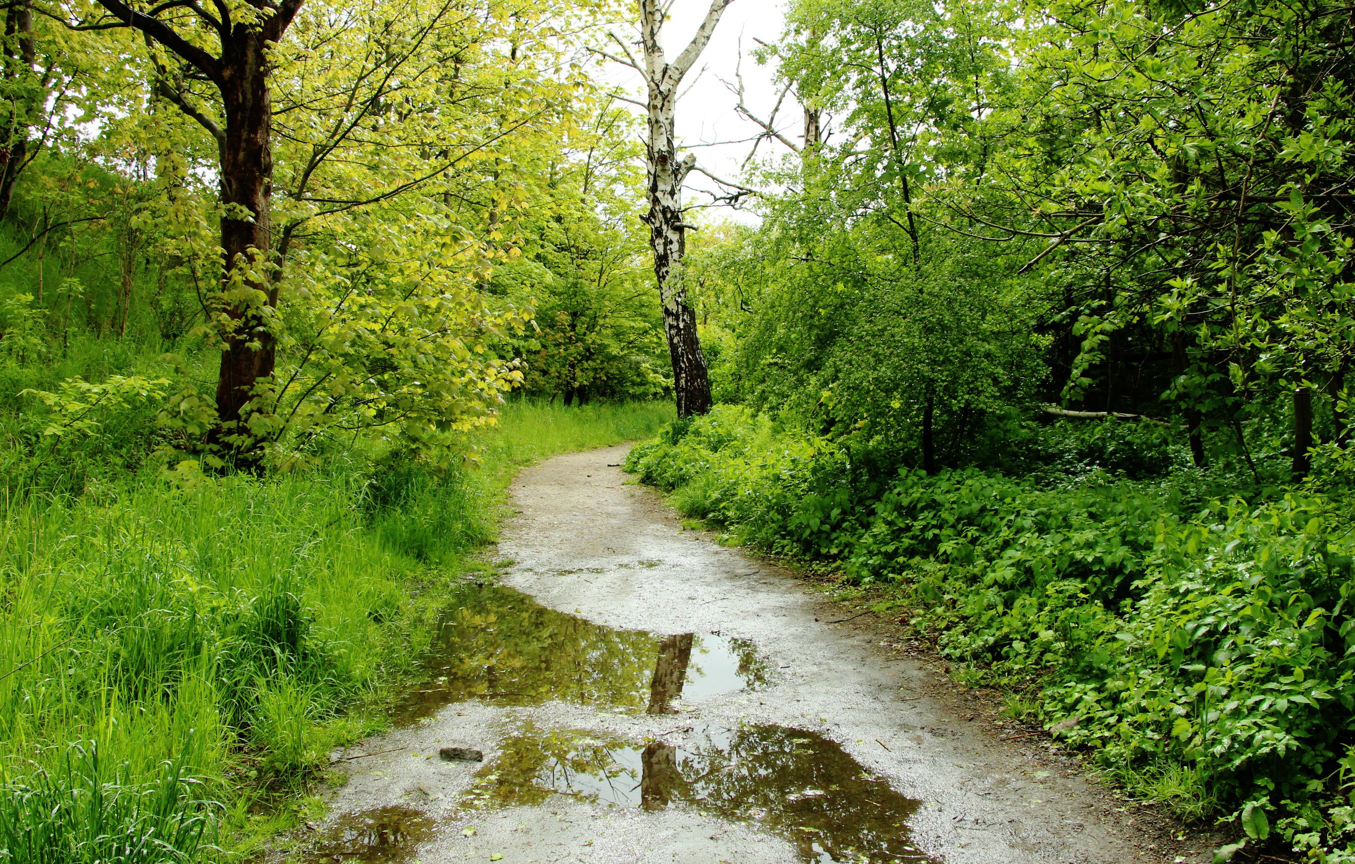 Wet With Rain Photos, Download The BEST Free Wet With Rain Stock Photos ...