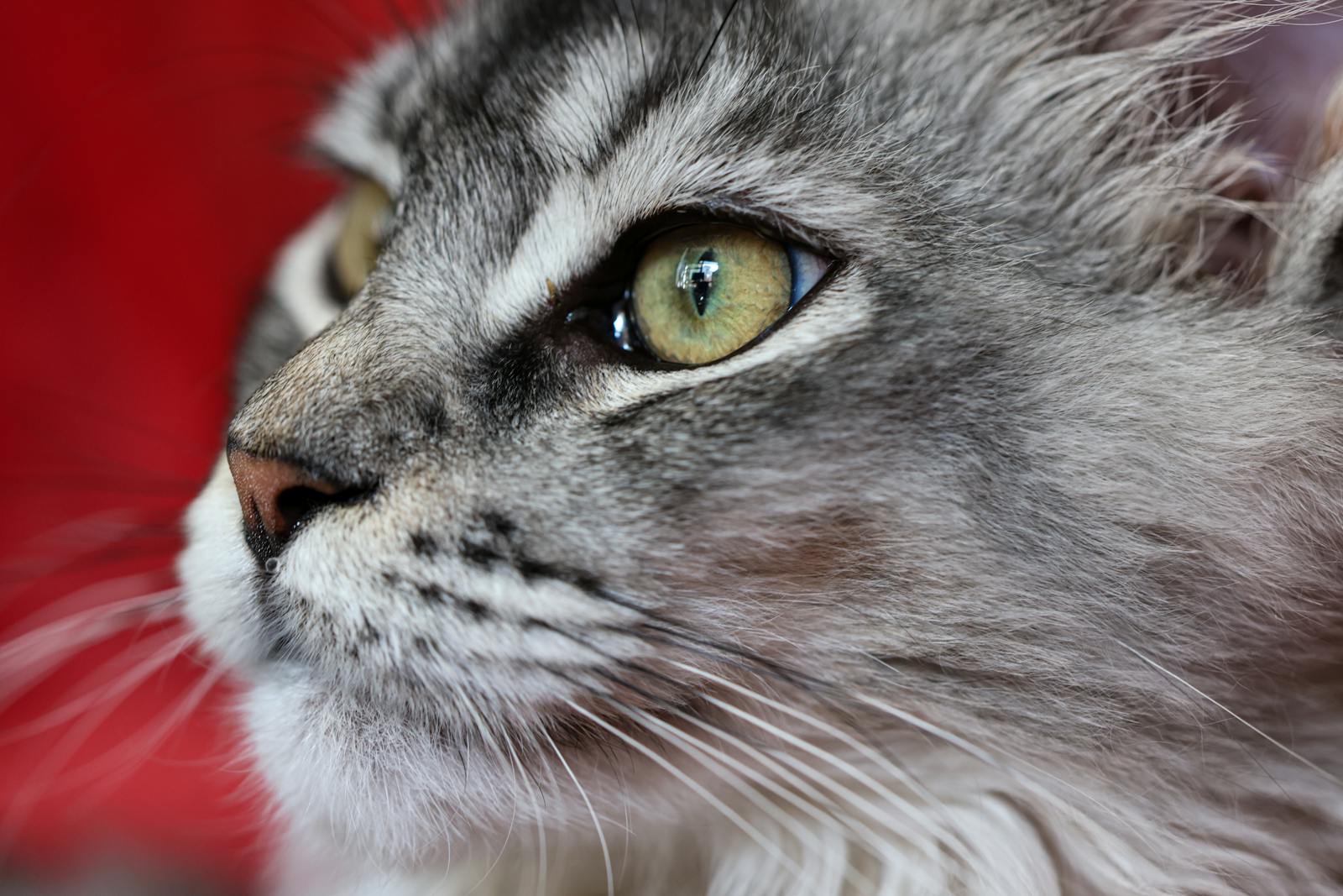 Cat Profile Photos, Download The BEST Free Cat Profile Stock Photos ...