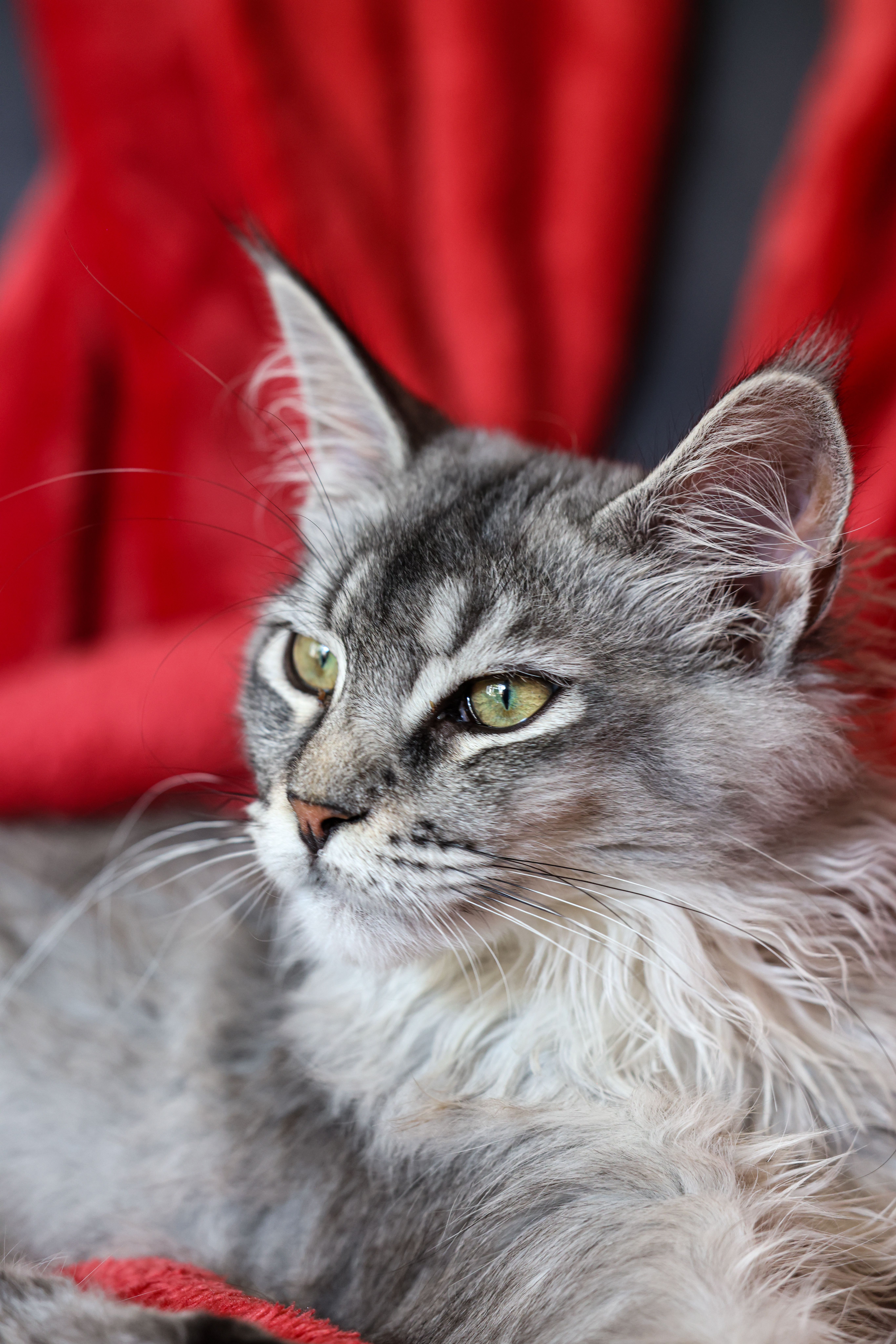 Close-up of a Majestic Maine Coon Cat · Free Stock Photo