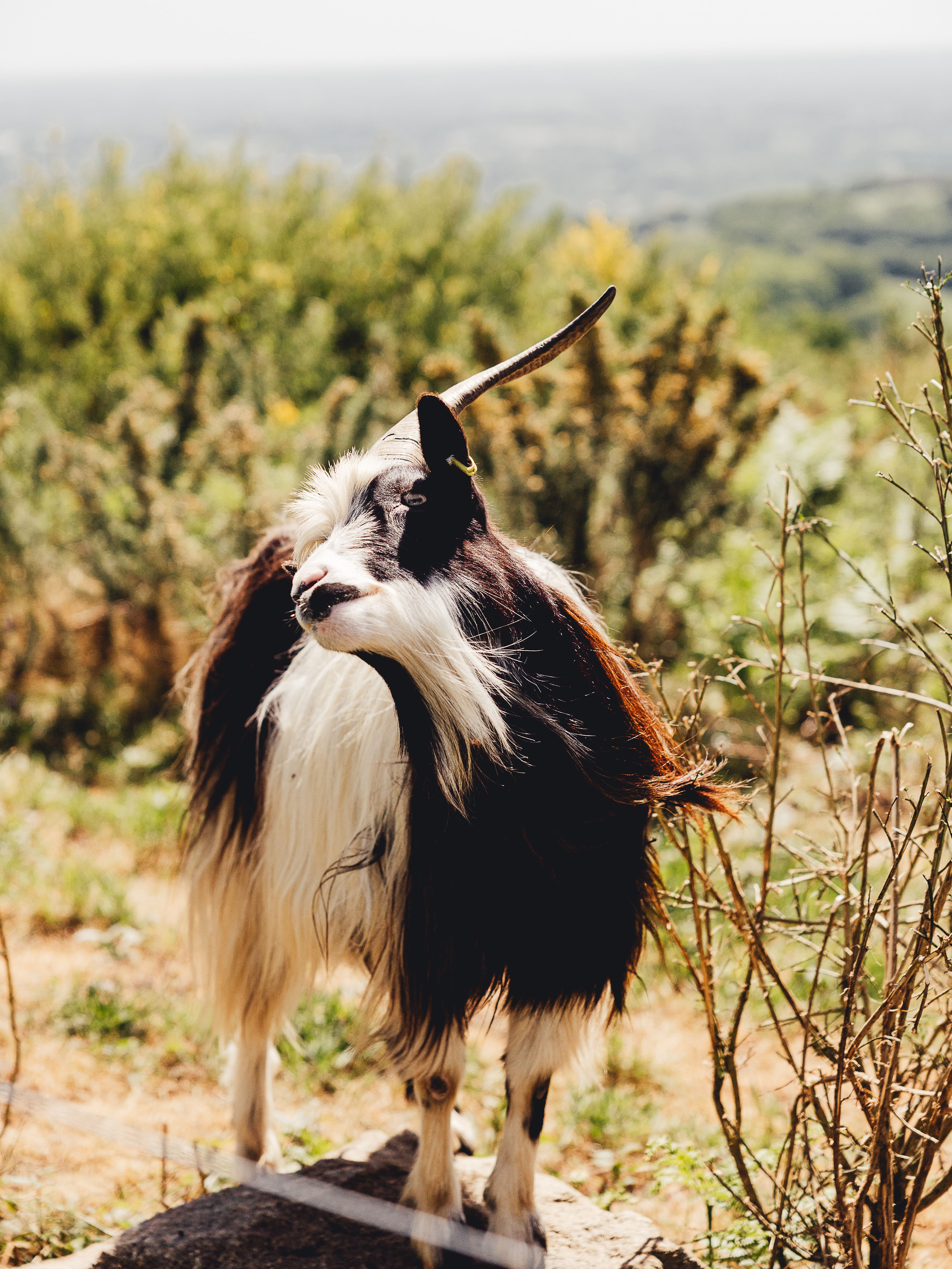 Black and White Goat in French Countryside · Free Stock Photo