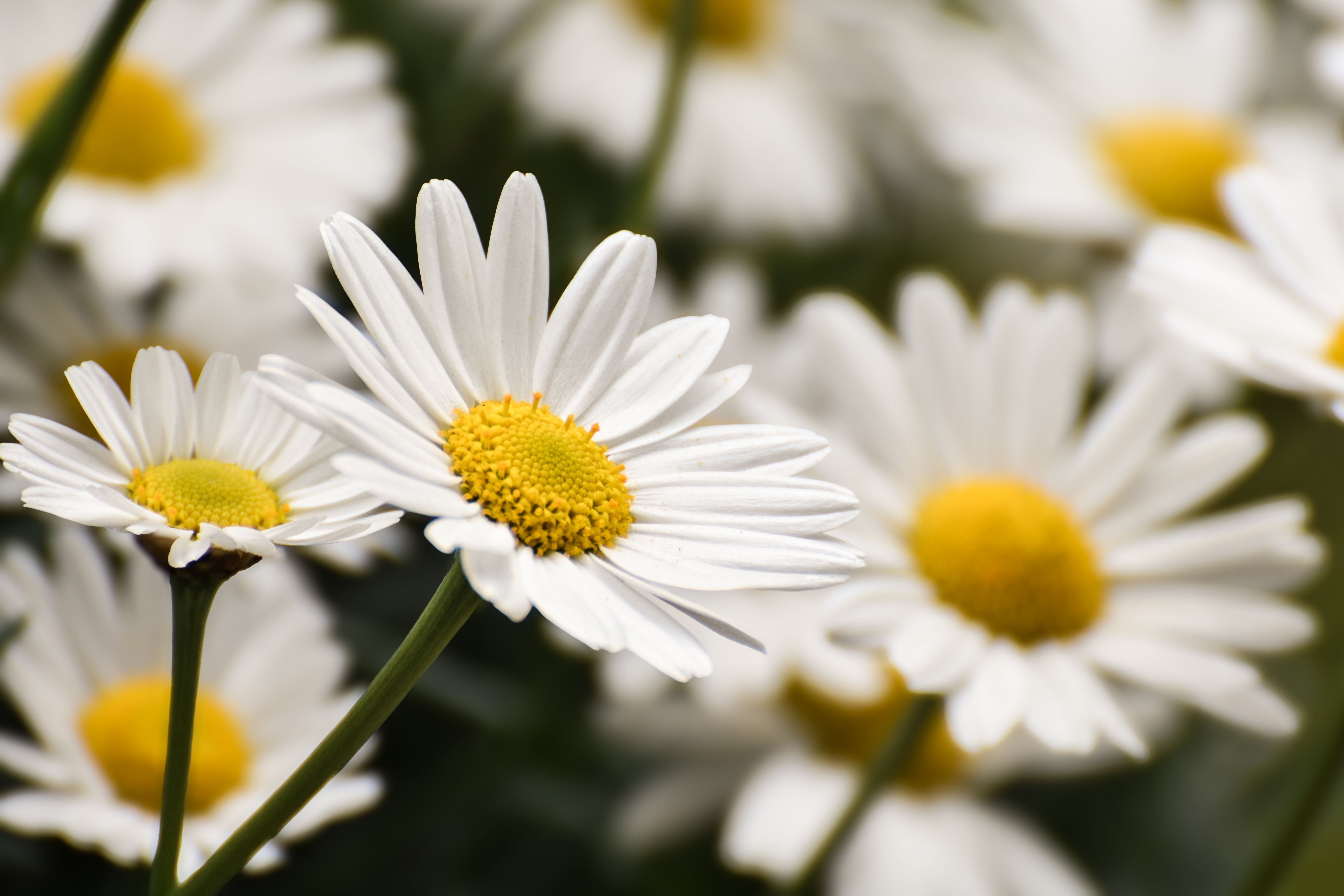 Close-Up of Blooming Oxeye Daisies in Garden · Free Stock Photo