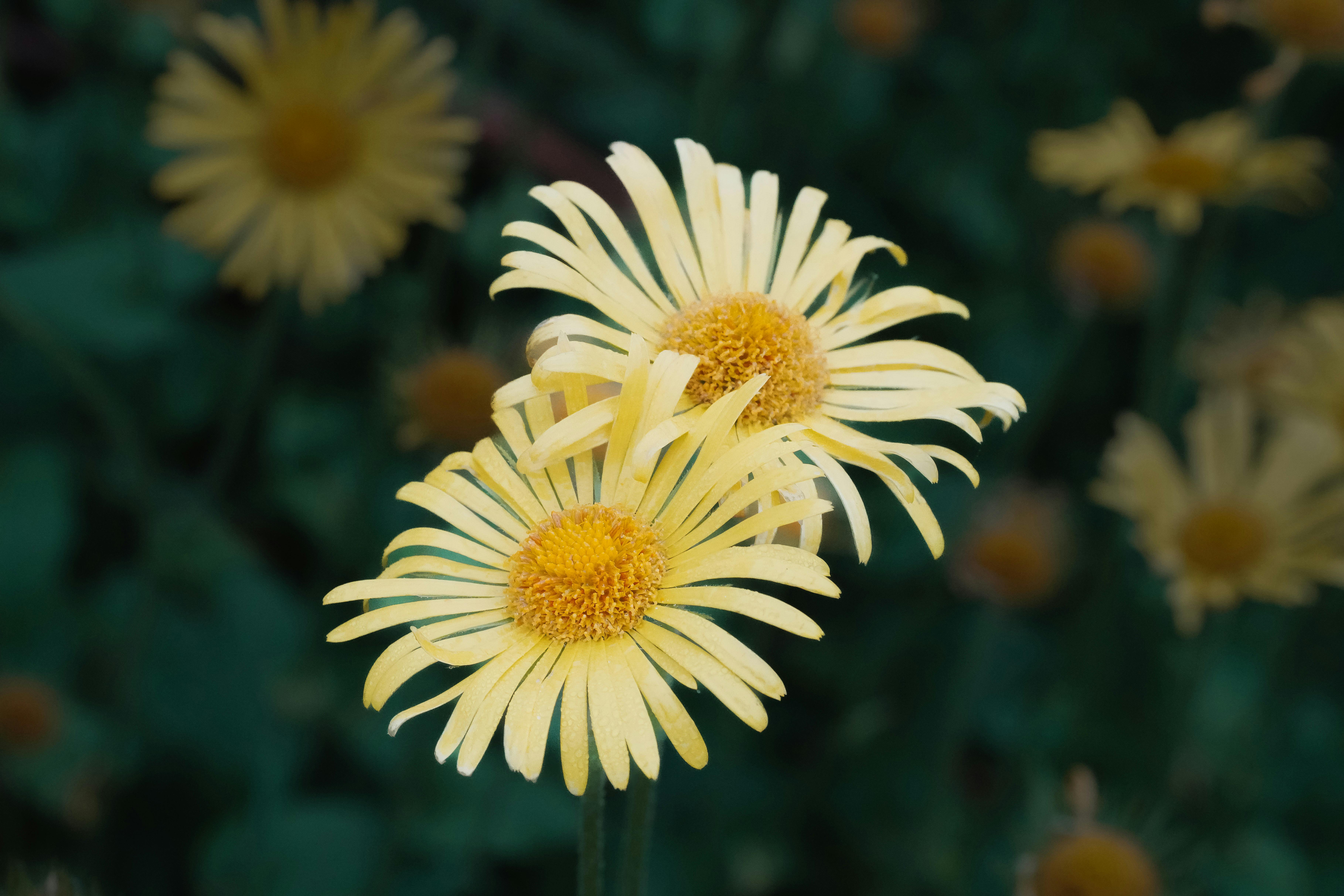 May Backgrounds Photos, Download The BEST Free May Backgrounds Stock ...