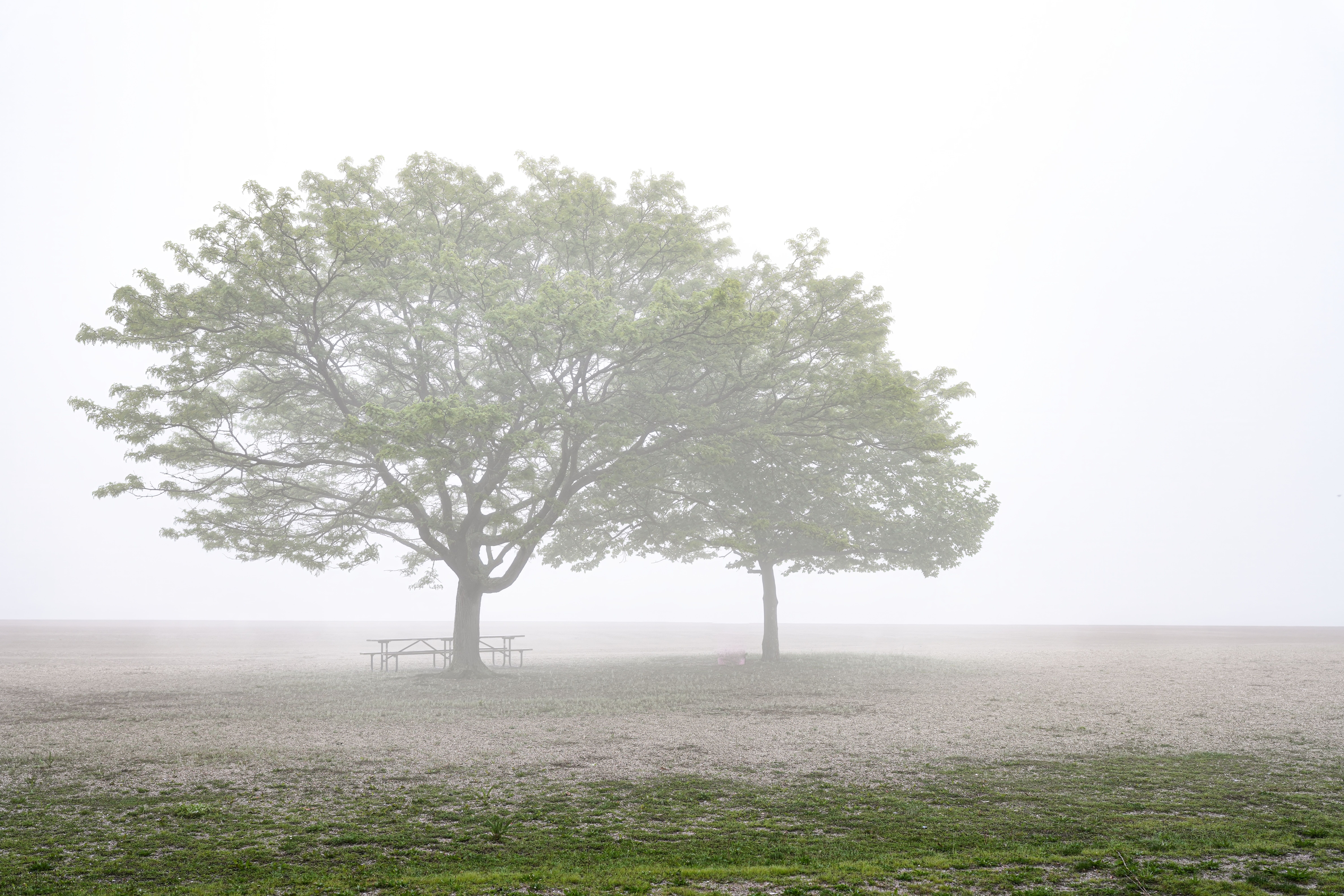 Single Tress Photos, Download The BEST Free Single Tress Stock Photos ...