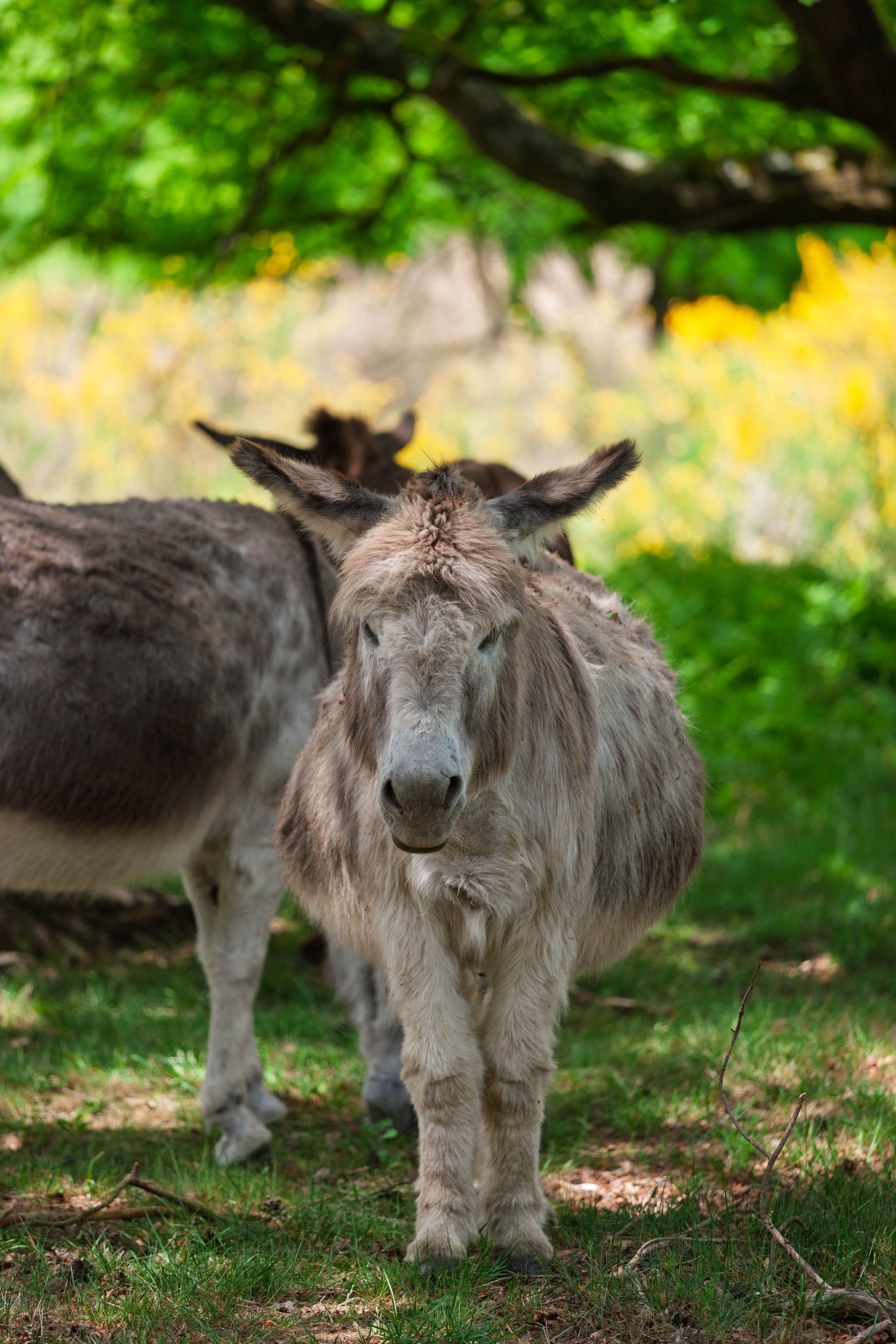 Donkeys Grazing Under Blooming Trees in Spring · Free Stock Photo