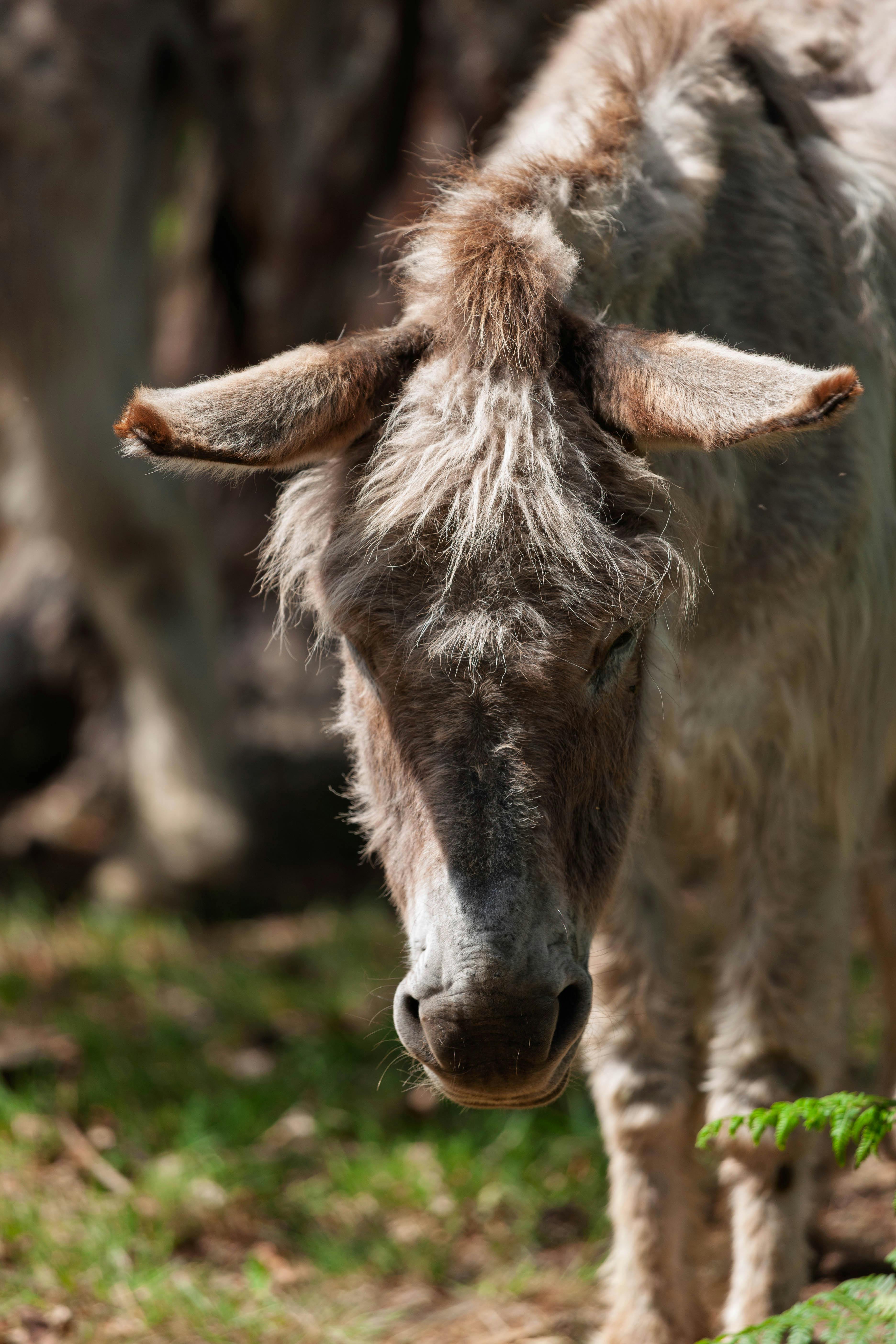 Gini Grass Photos, Download The BEST Free Gini Grass Stock Photos & HD ...