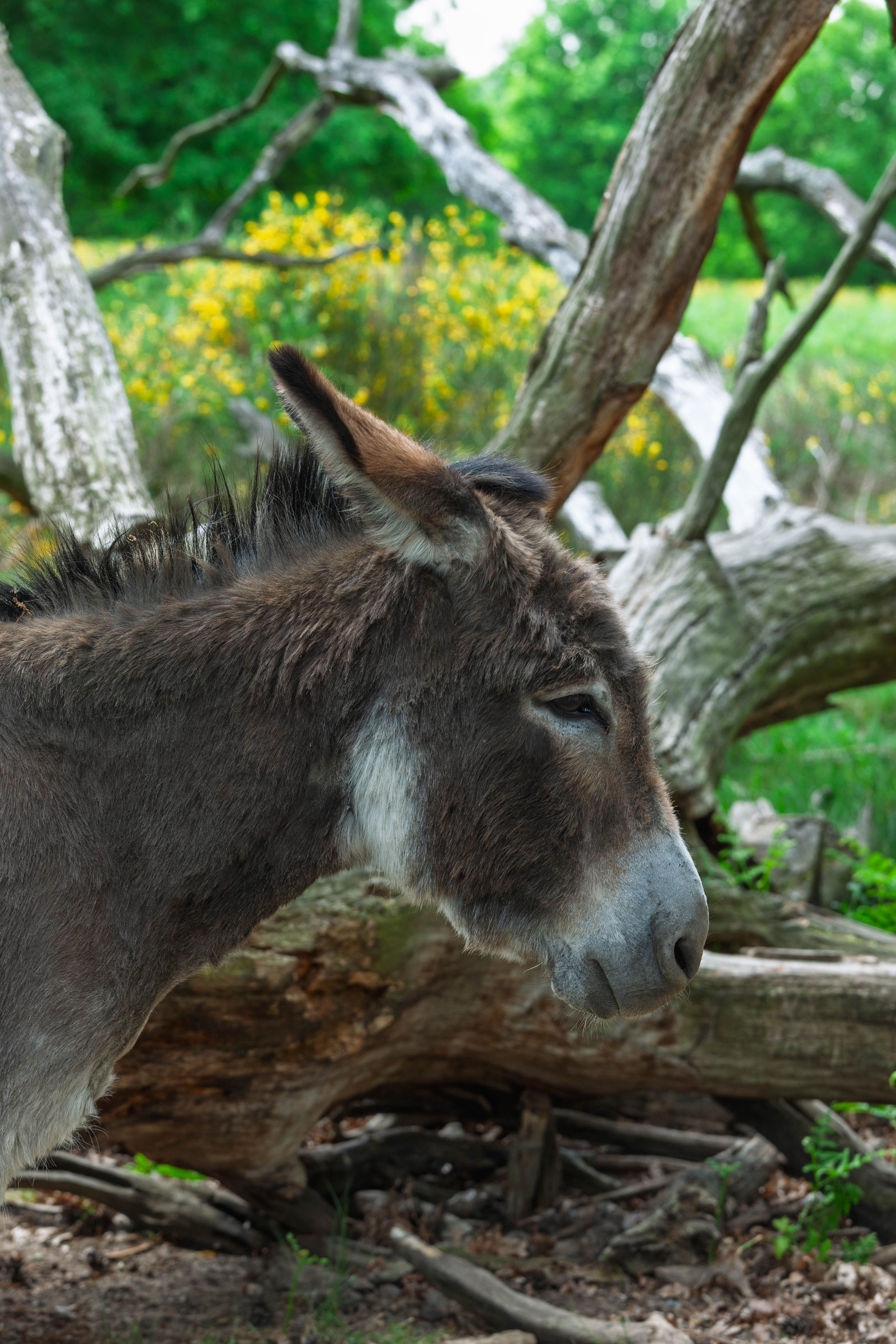 Close-up of Donkey in Lush Forest Landscape · Free Stock Photo