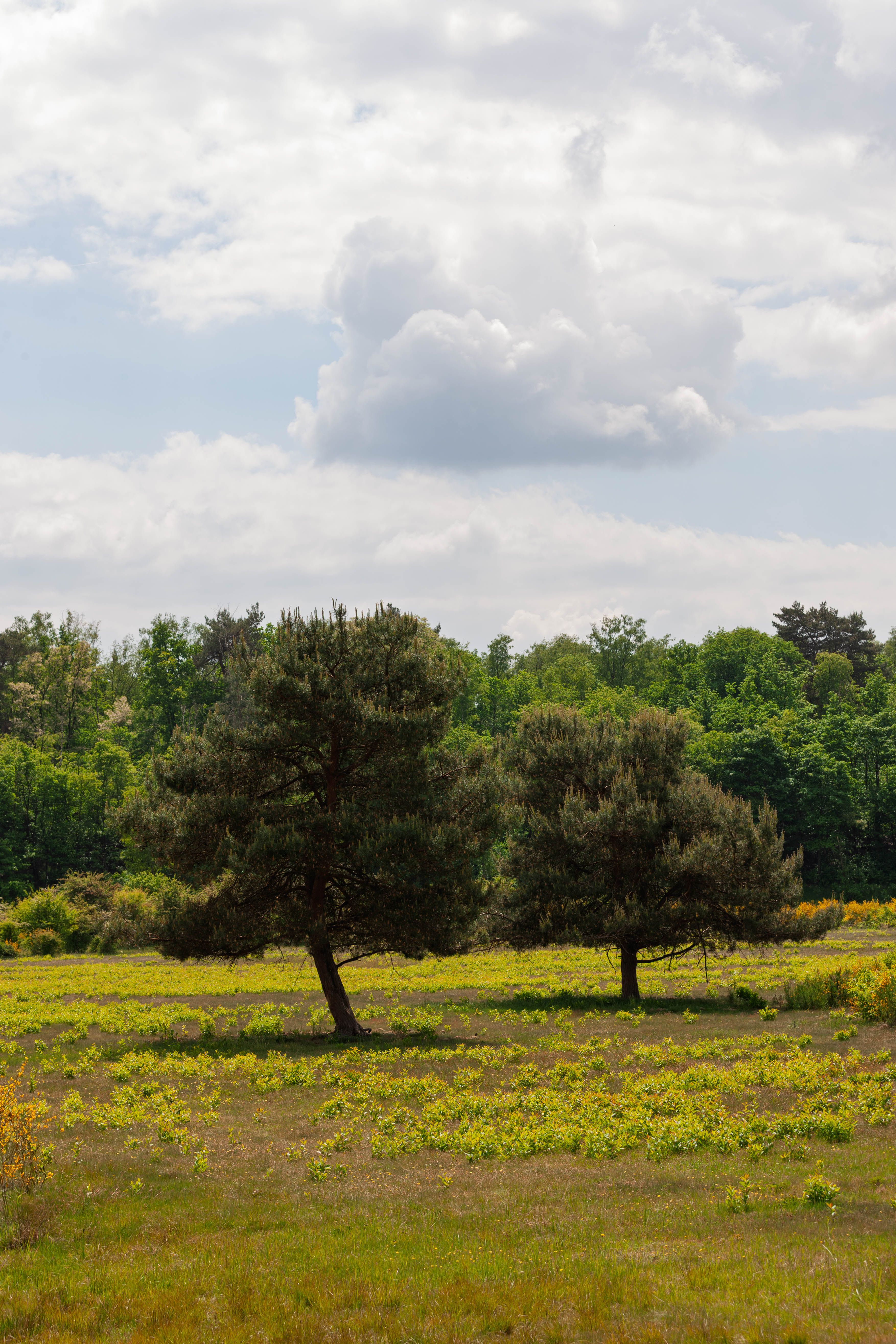 Scenic View of Remote Nature Landscape with Trees · Free Stock Photo