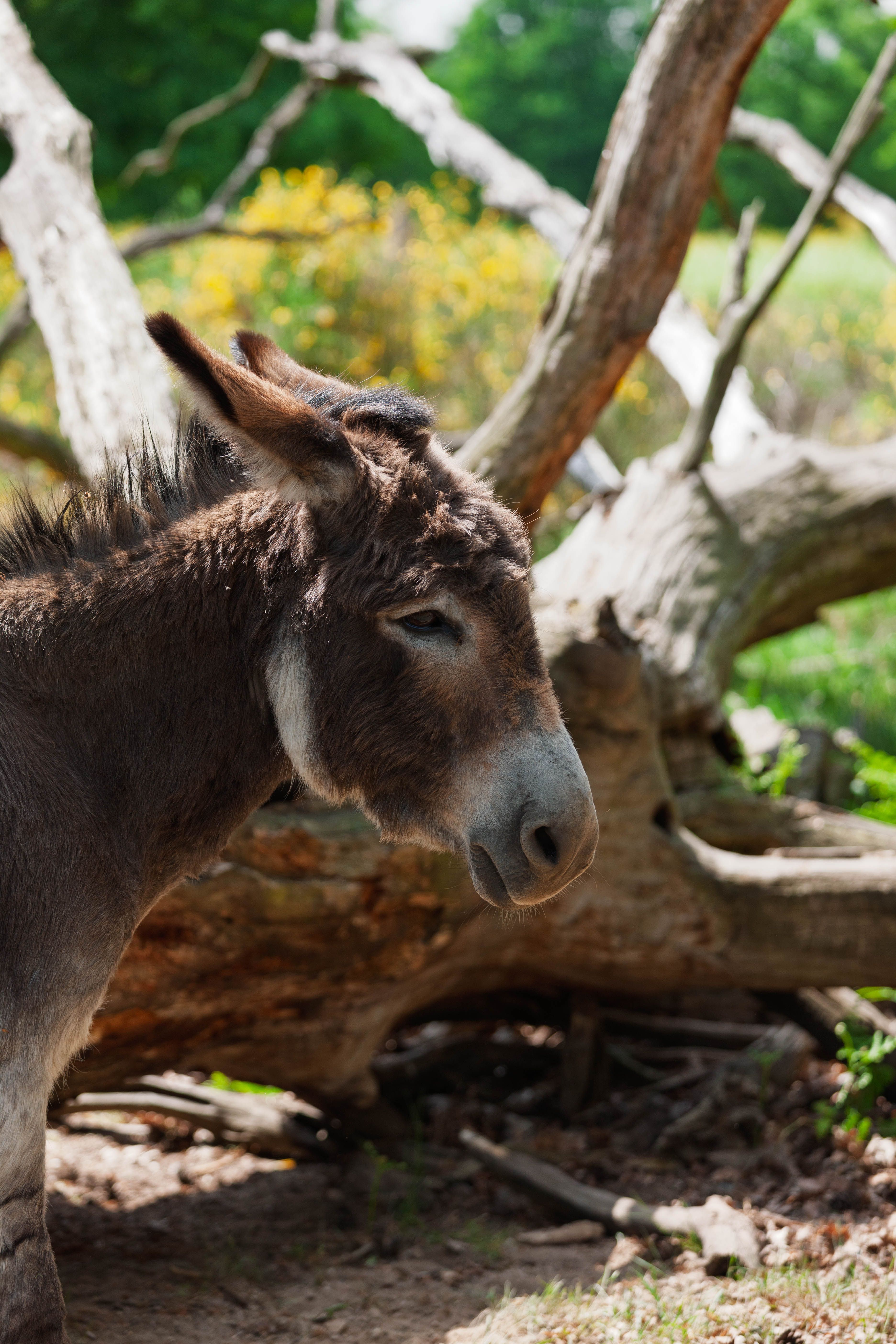 Donkey in a Natural Forest Setting · Free Stock Photo