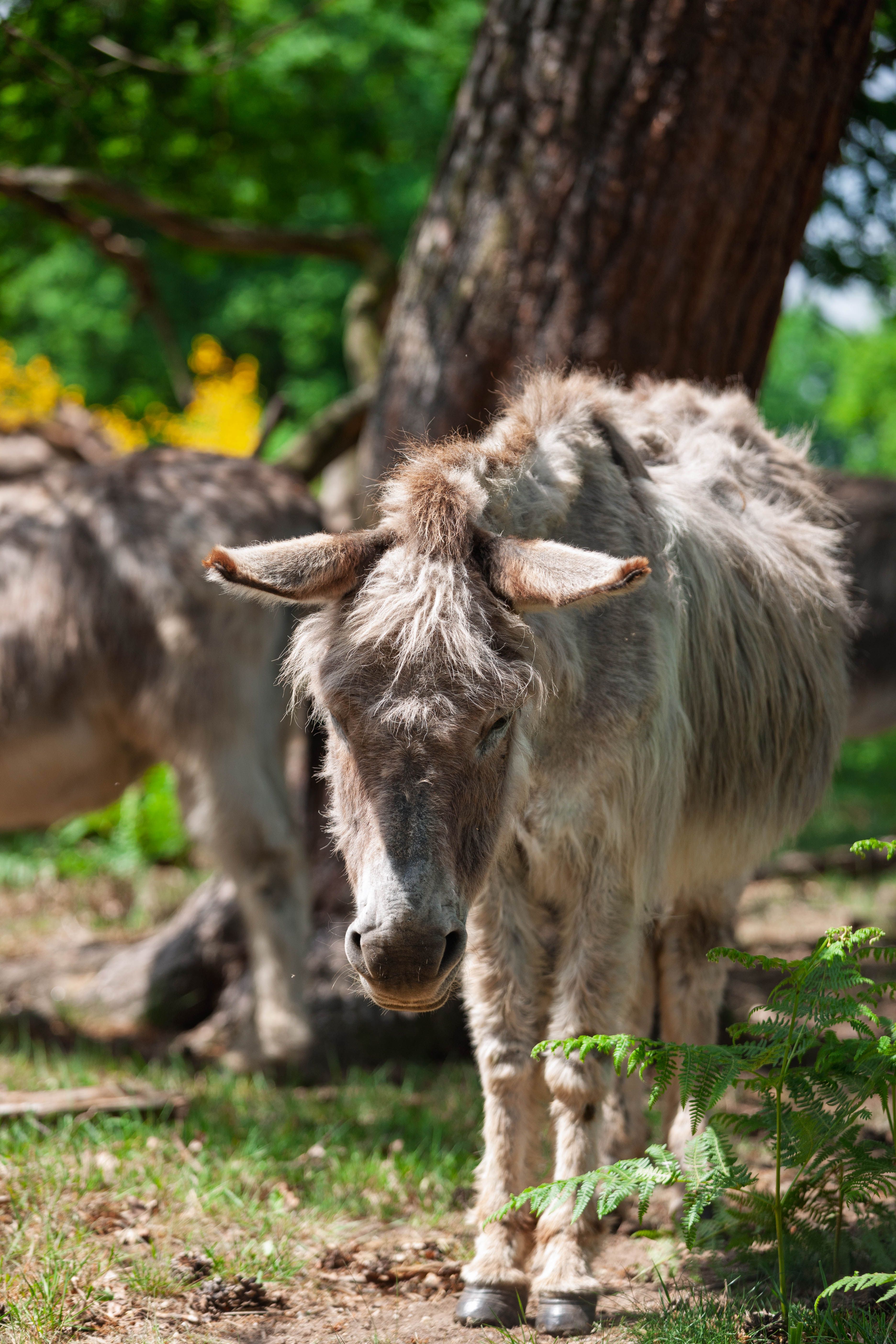 Shaggy Donkeys in a Lush Woodland Setting · Free Stock Photo