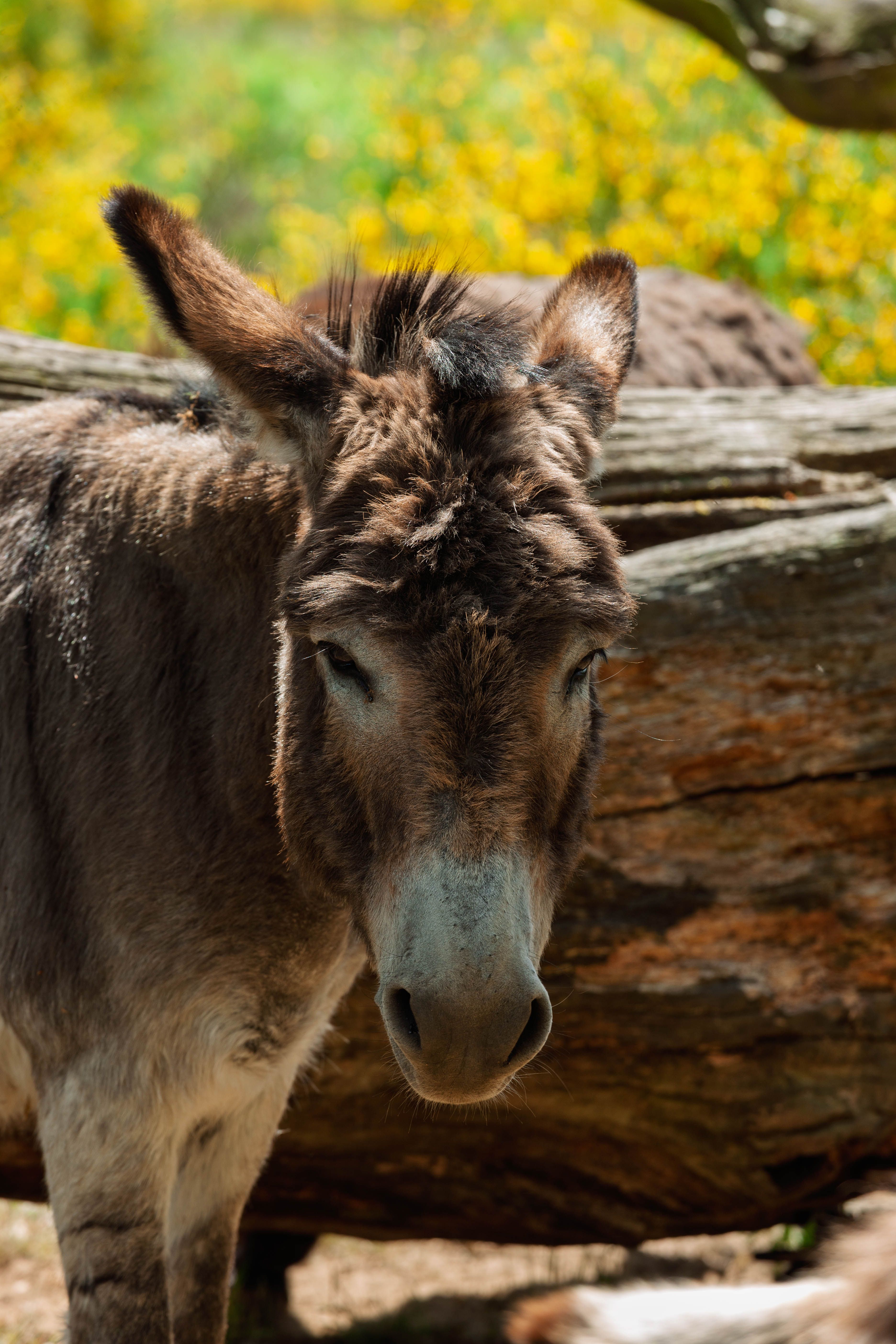 Close-up of a Donkey in a Natural Setting · Free Stock Photo
