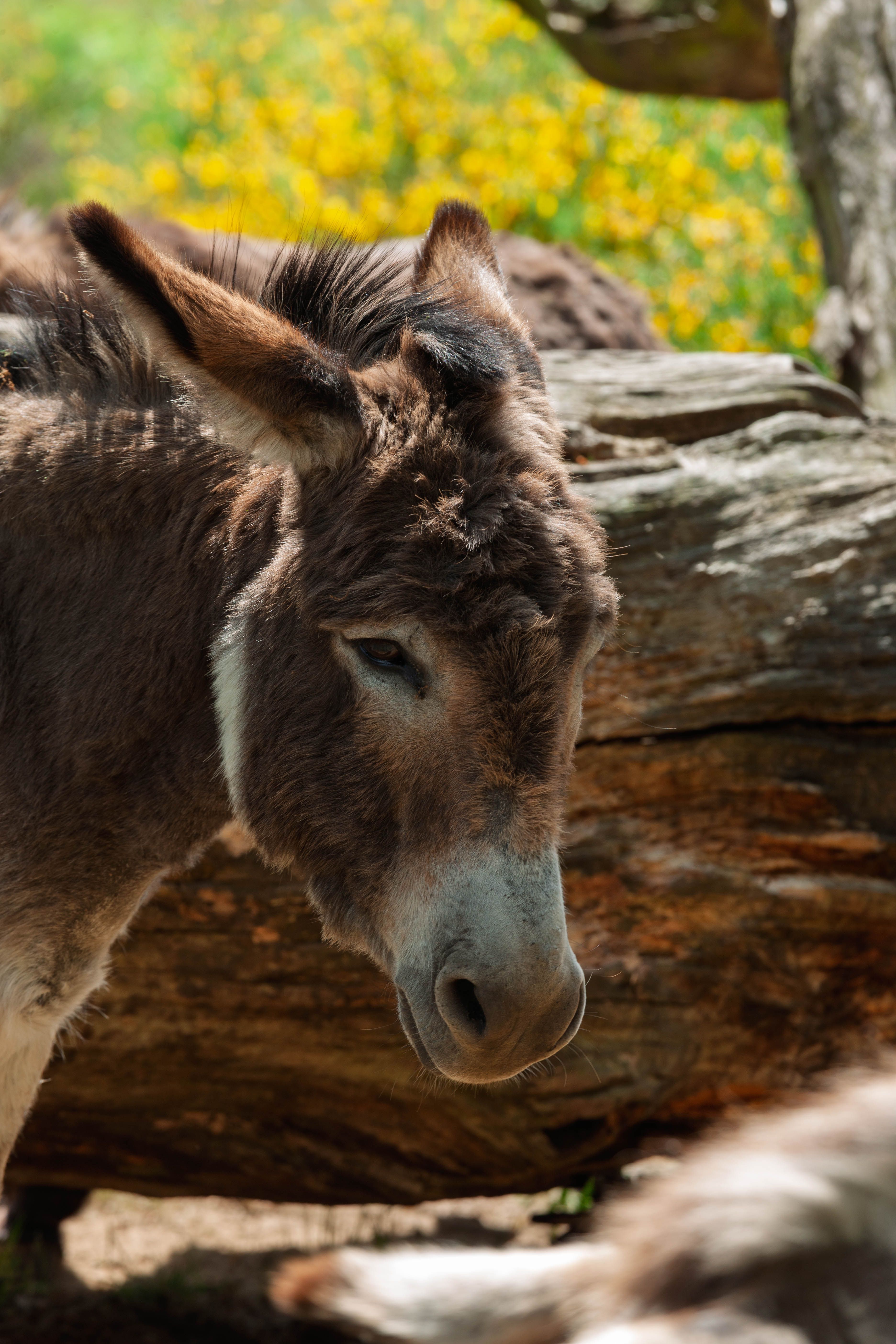 Peaceful Donkey by Log in Sunny Field · Free Stock Photo