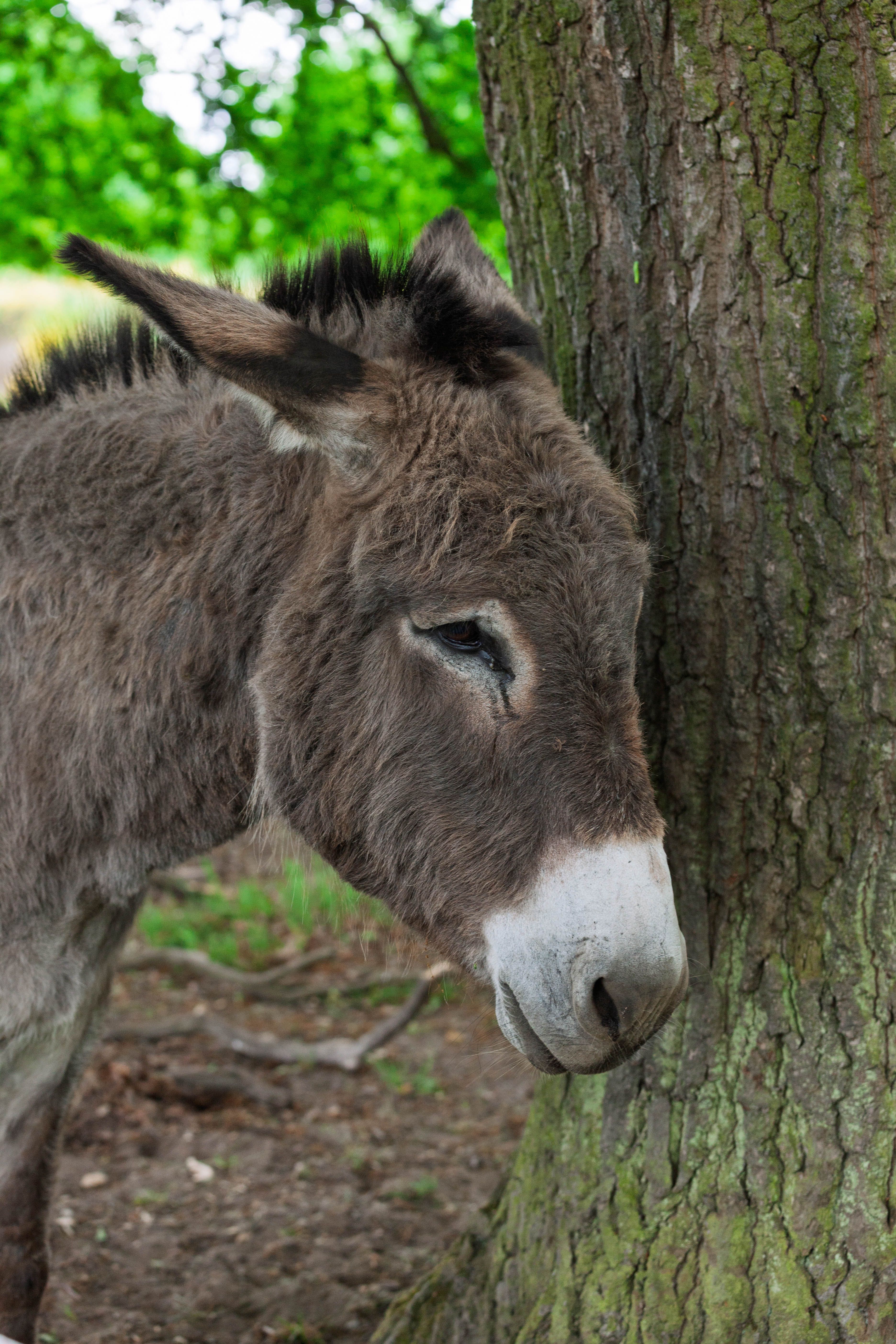Portrait of a Relaxed Donkey by a Tree · Free Stock Photo