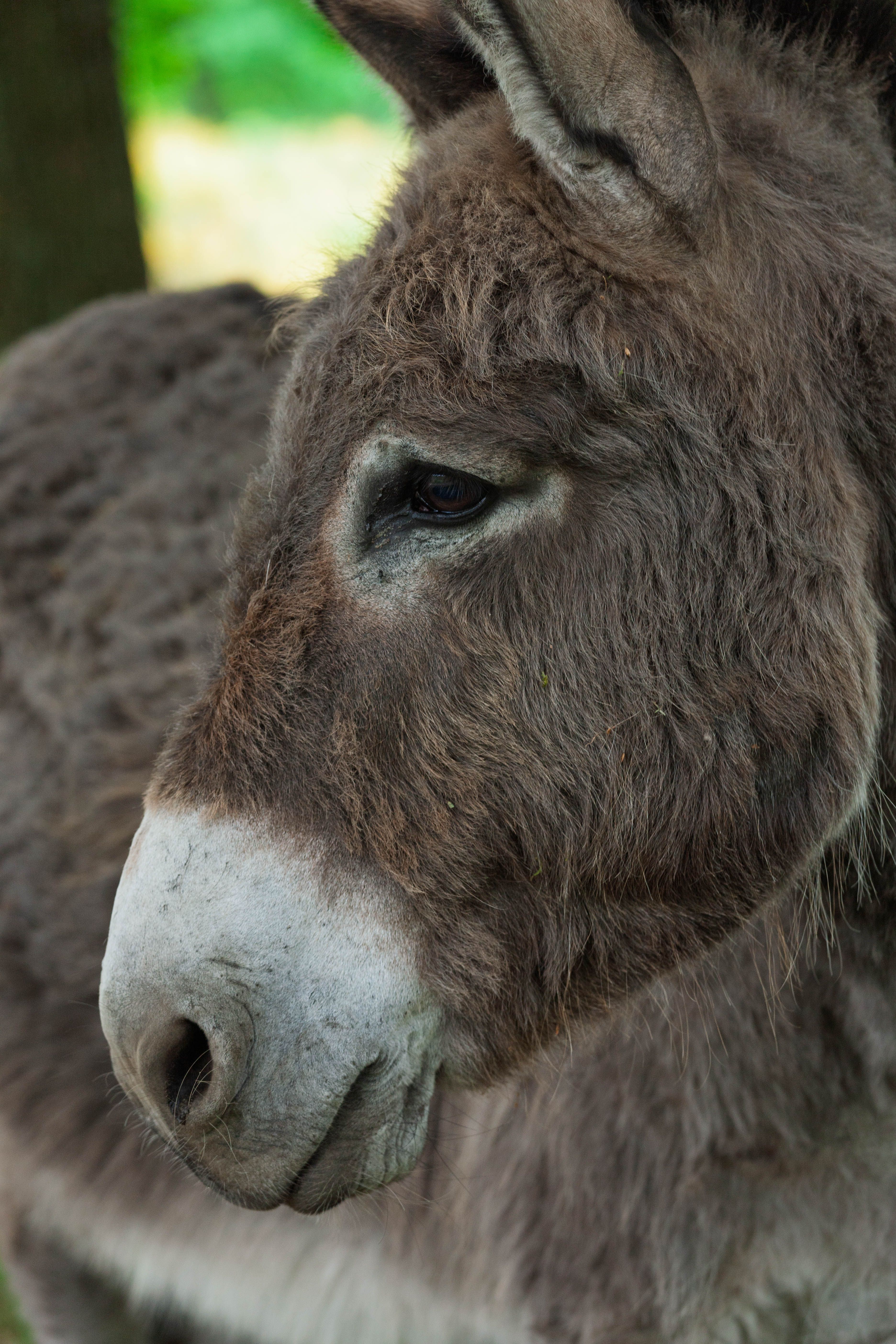 Close-up Portrait of a Furry Donkey Outdoors · Free Stock Photo