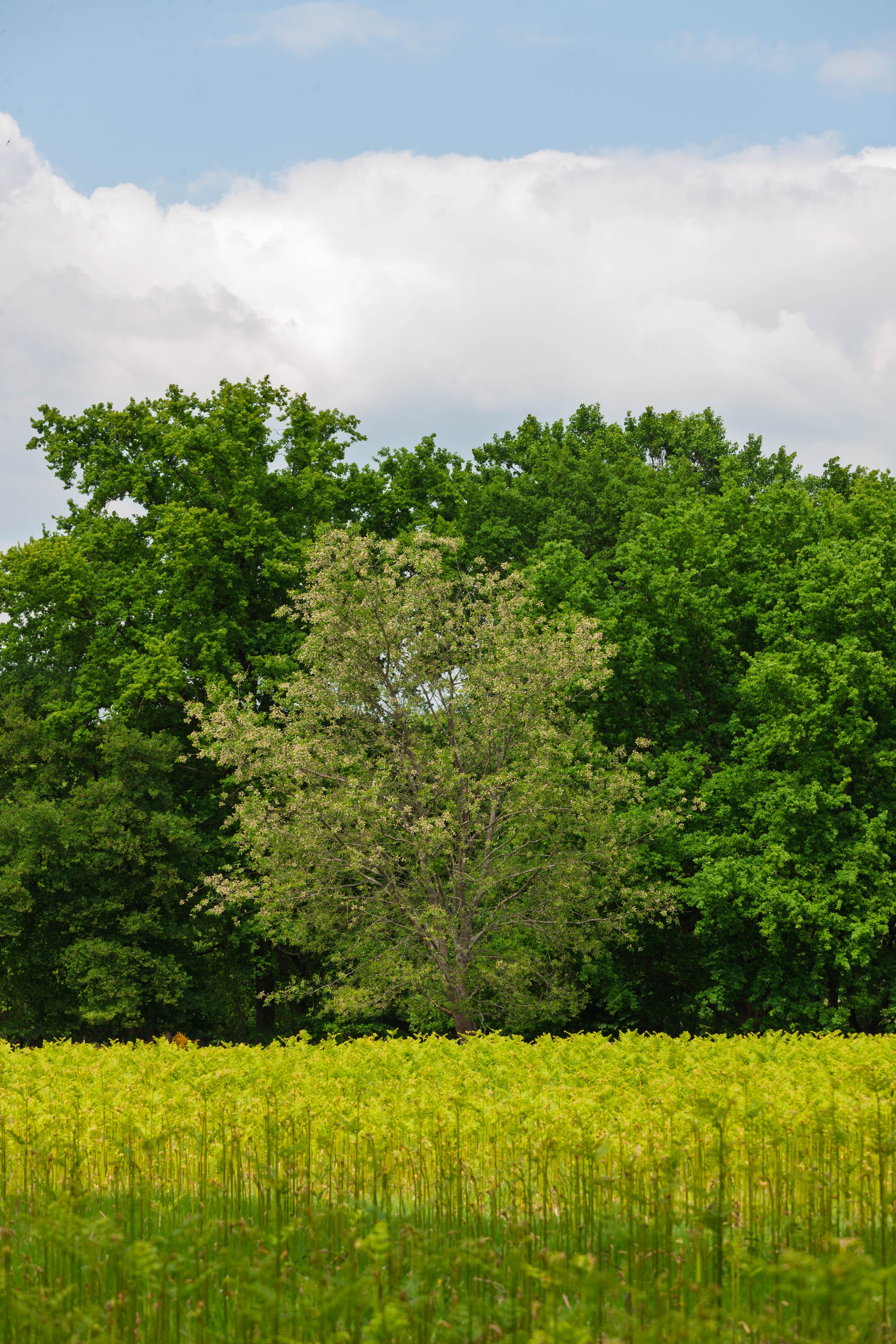 Lush Green Field and Tree with Cloudy Sky · Free Stock Photo