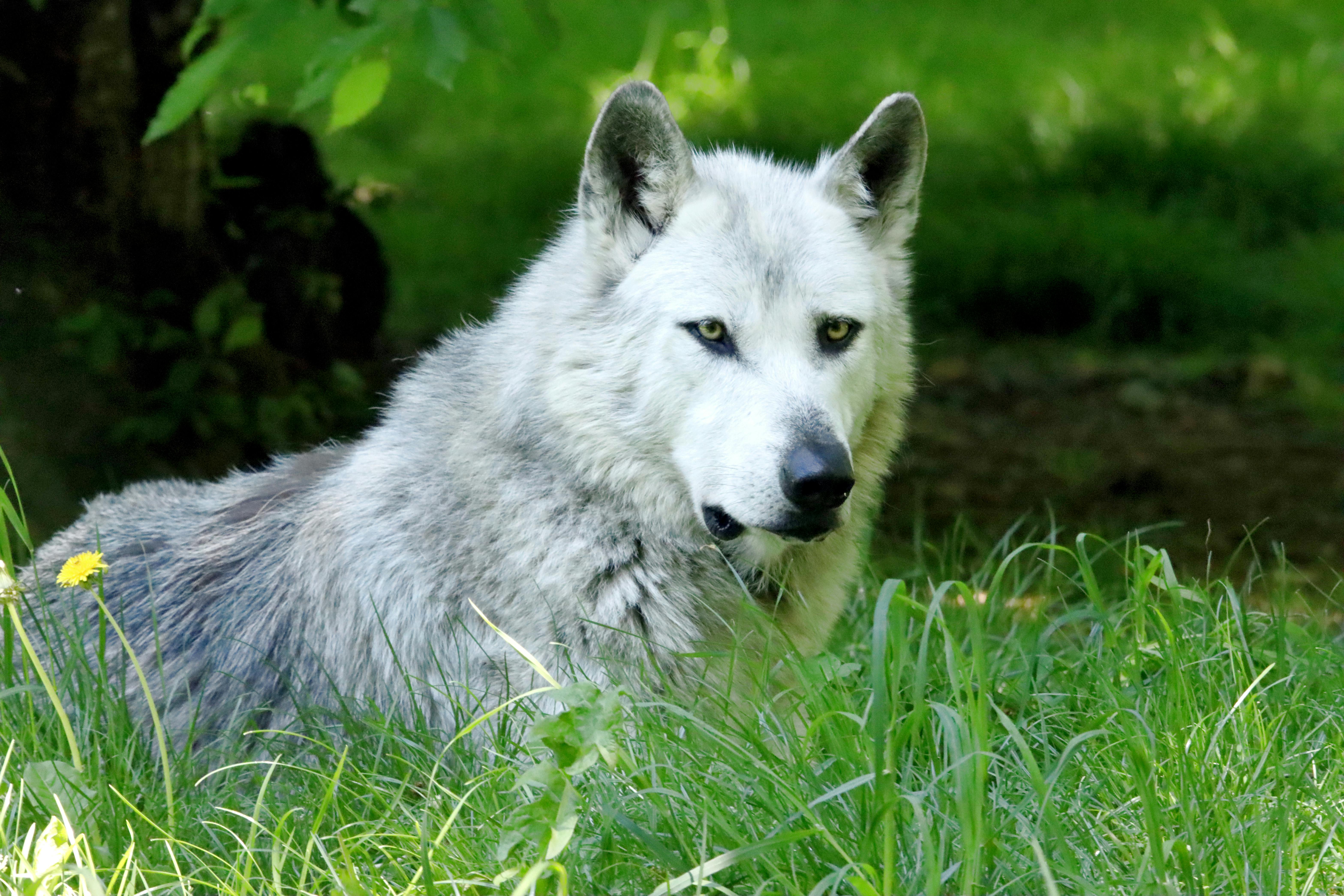 Majestic Gray Wolf Resting in Lush Greenery · Free Stock Photo