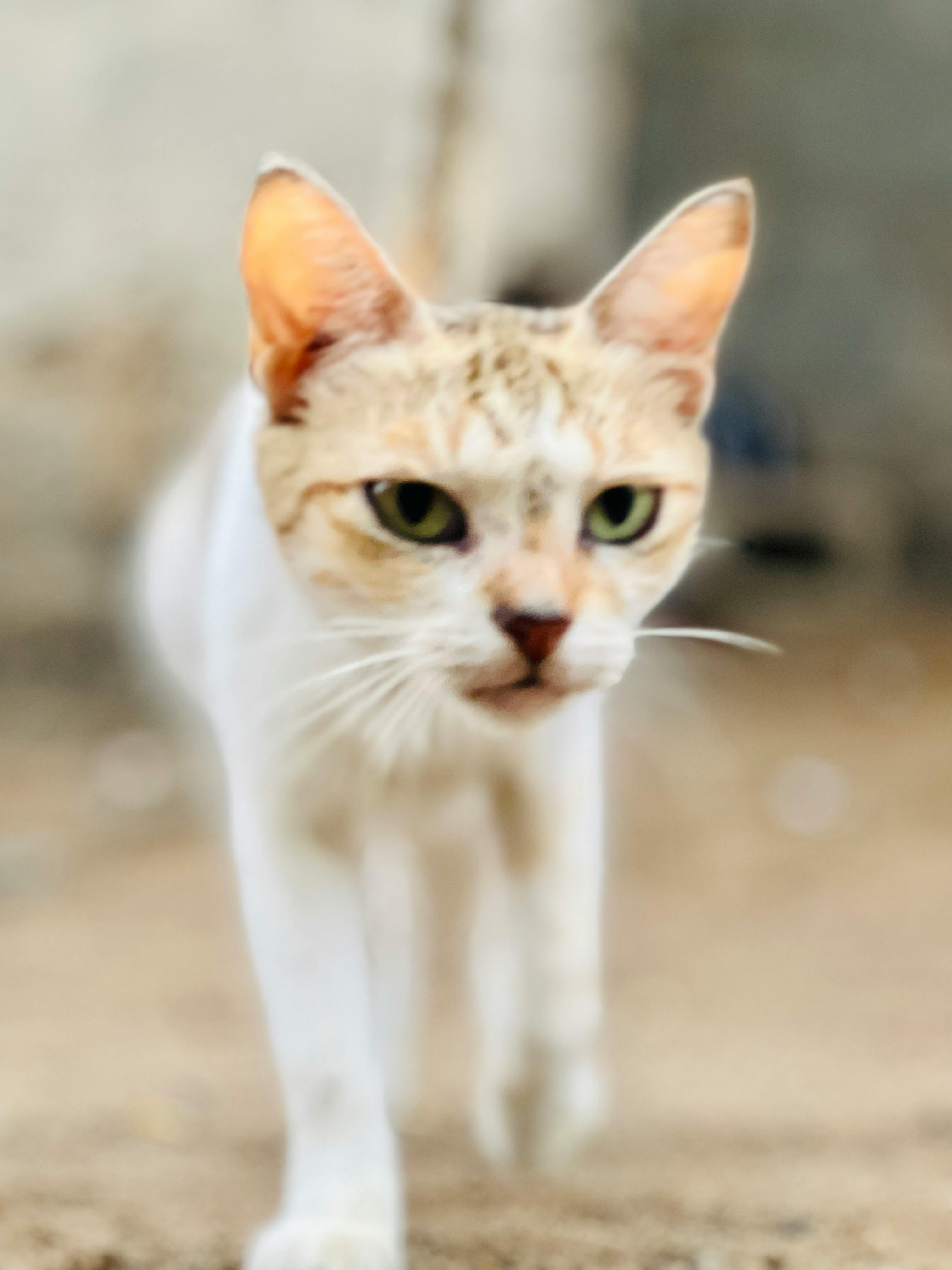 Onilude Mercy - Photography