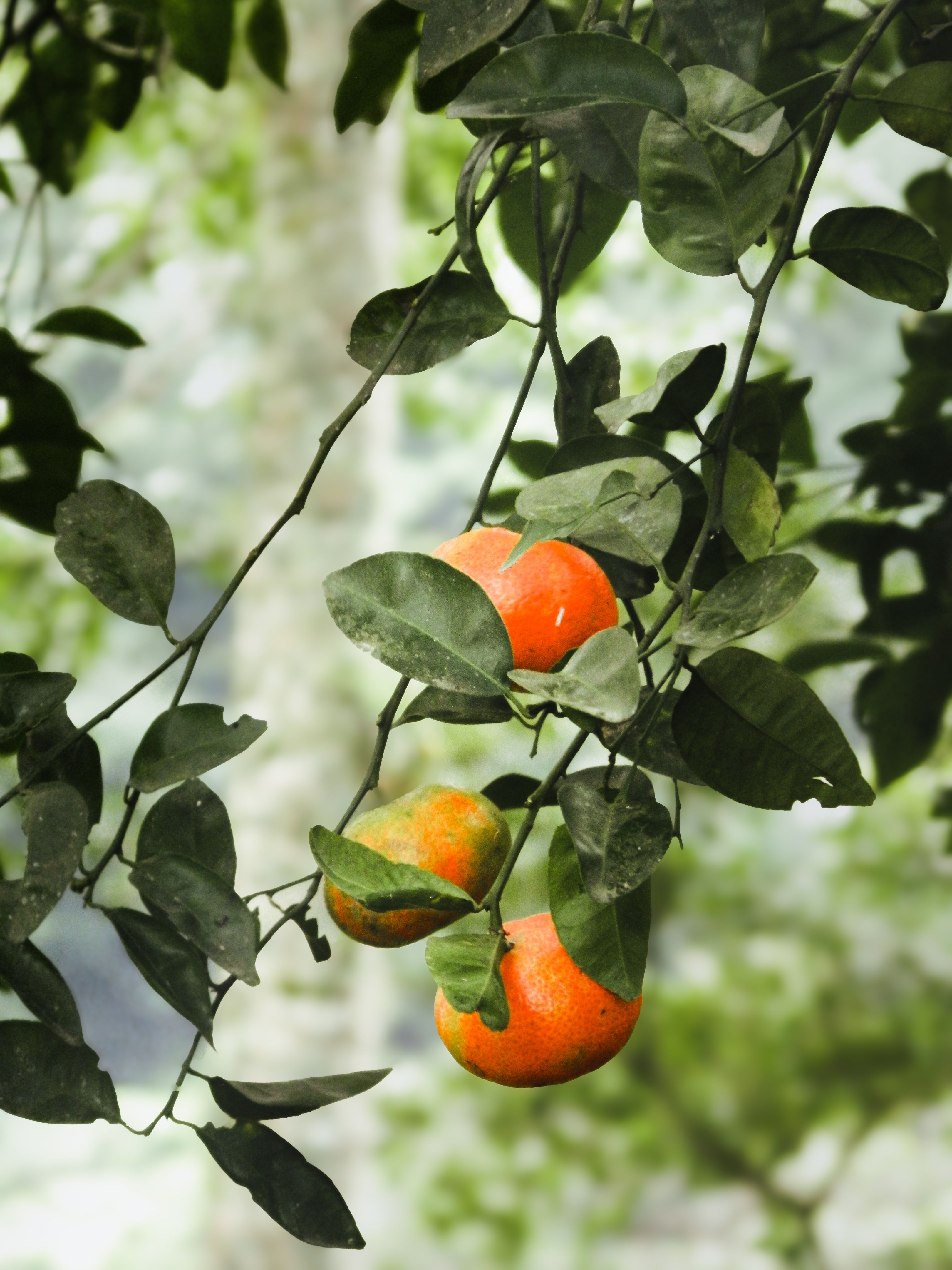 Tropical Fruits Harvest Photos, Download The BEST Free Tropical Fruits ...