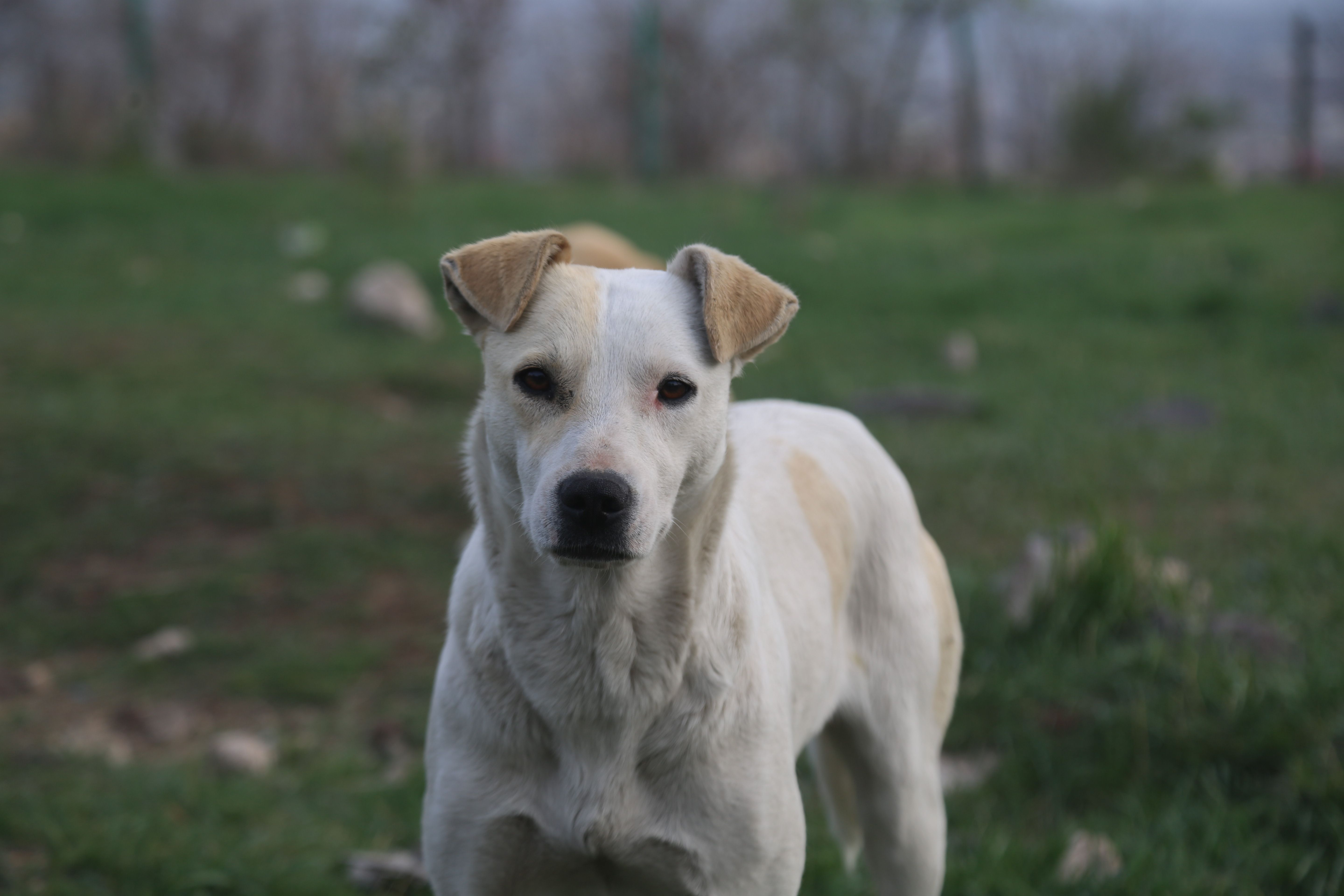Dog Poses Photos, Download The BEST Free Dog Poses Stock Photos & HD Images