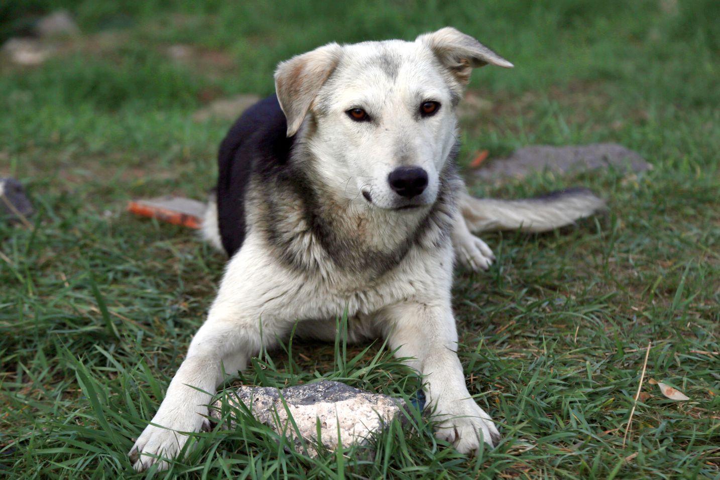 Feist Mix Dog: Traits, Care, and Daily Needs Explained