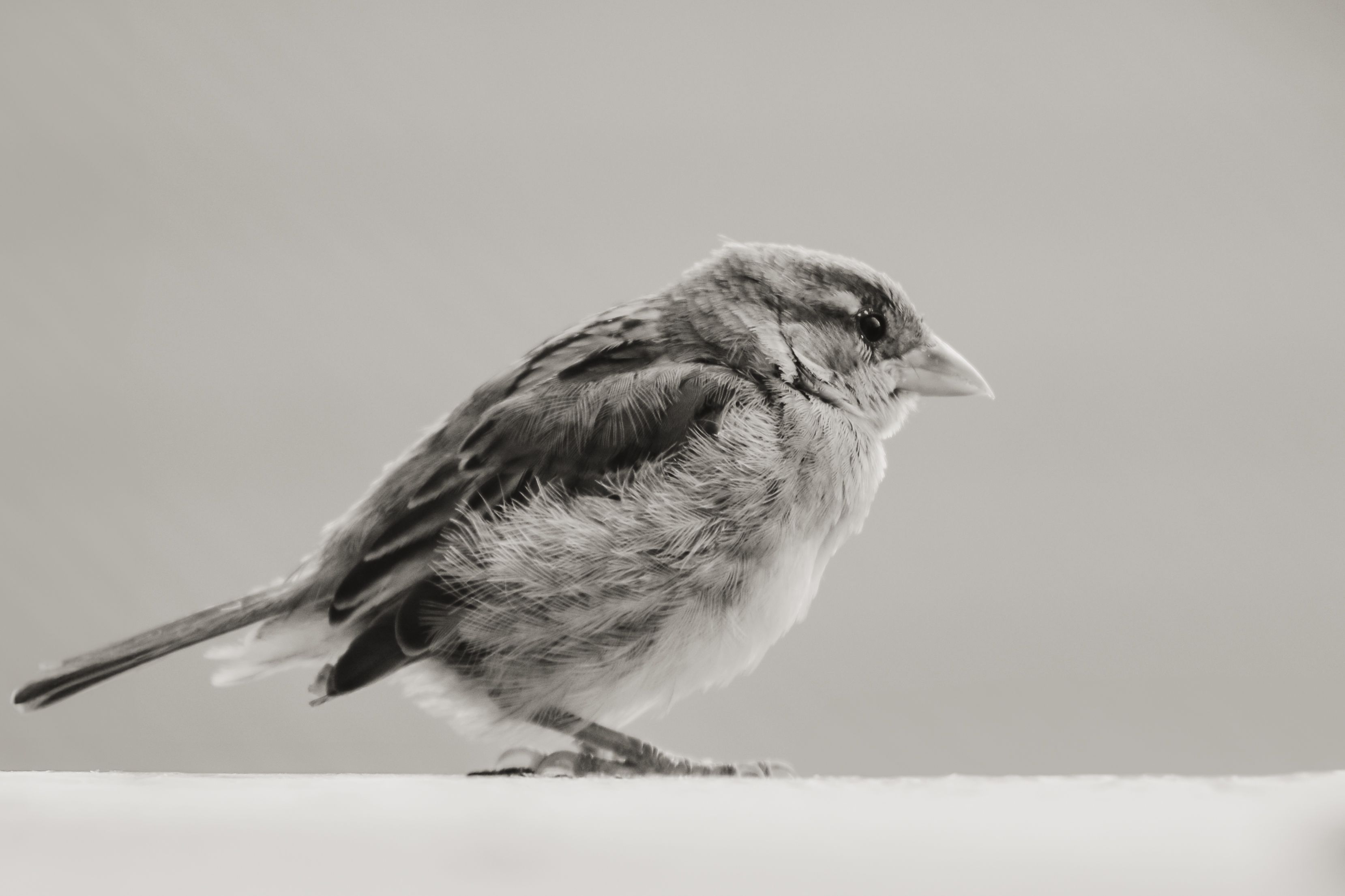 Close-Up of a Sparrow in Black and White · Free Stock Photo