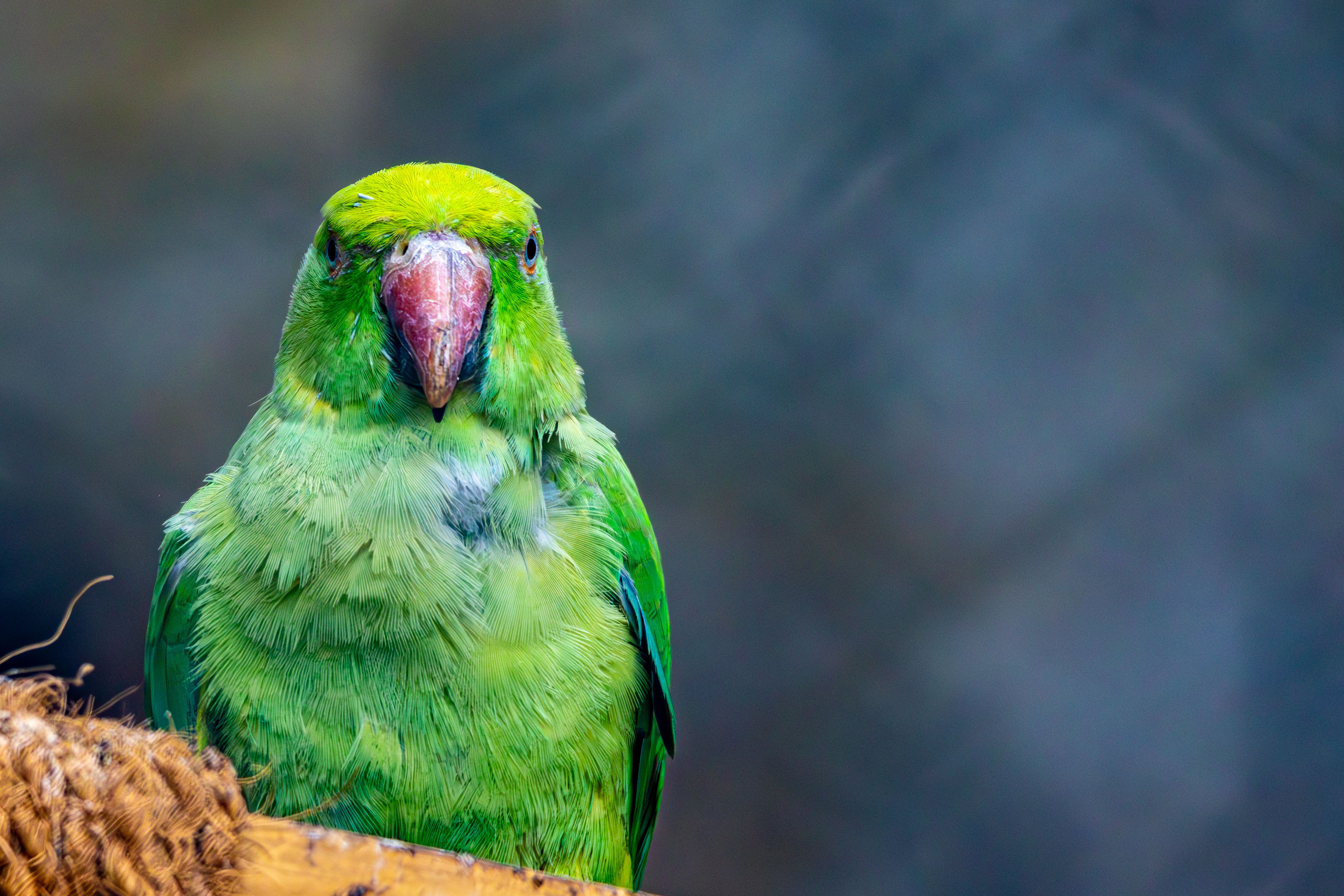 Vivid Green Parrot Close-Up with Blurred Background · Free Stock Photo