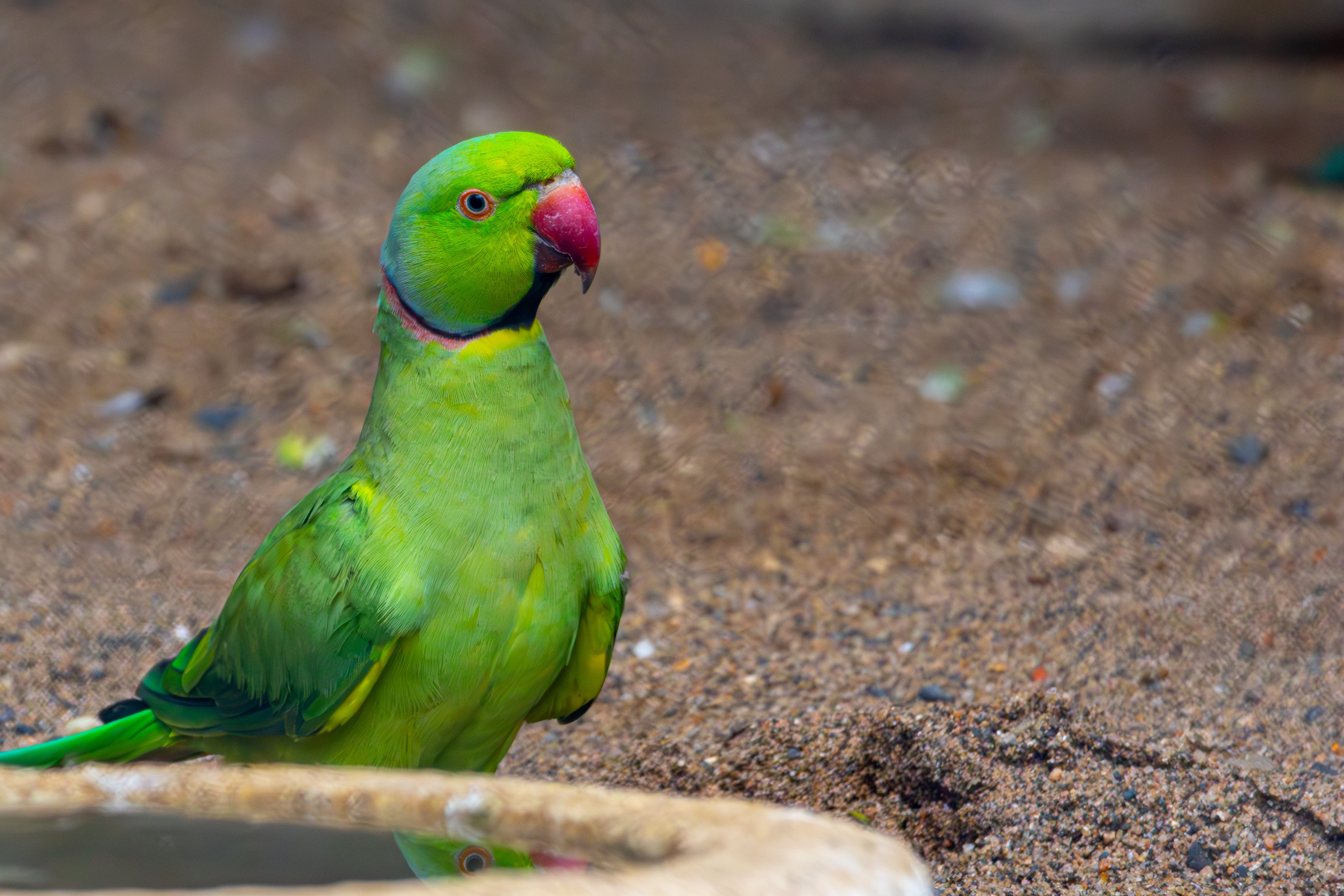 Vivid Rose-ringed Parakeet in Natural Habitat · Free Stock Photo