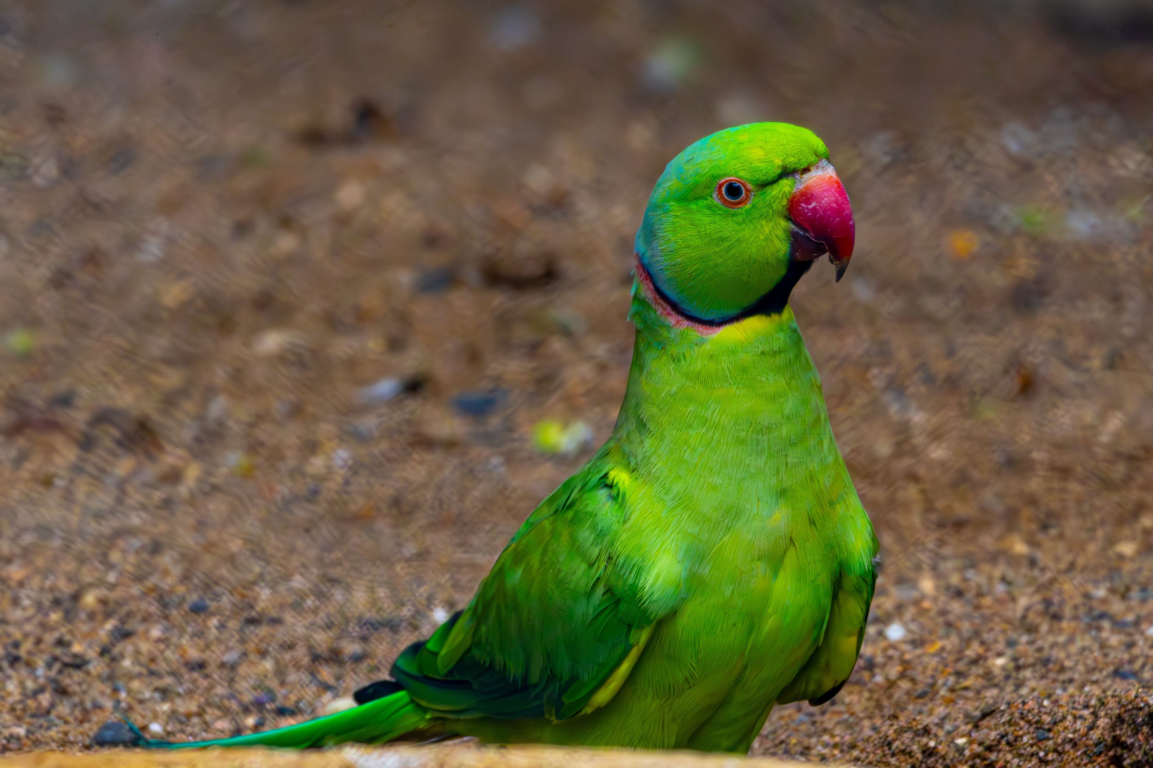 Vibrant Rose-ringed Parakeet on Sandy Ground · Free Stock Photo