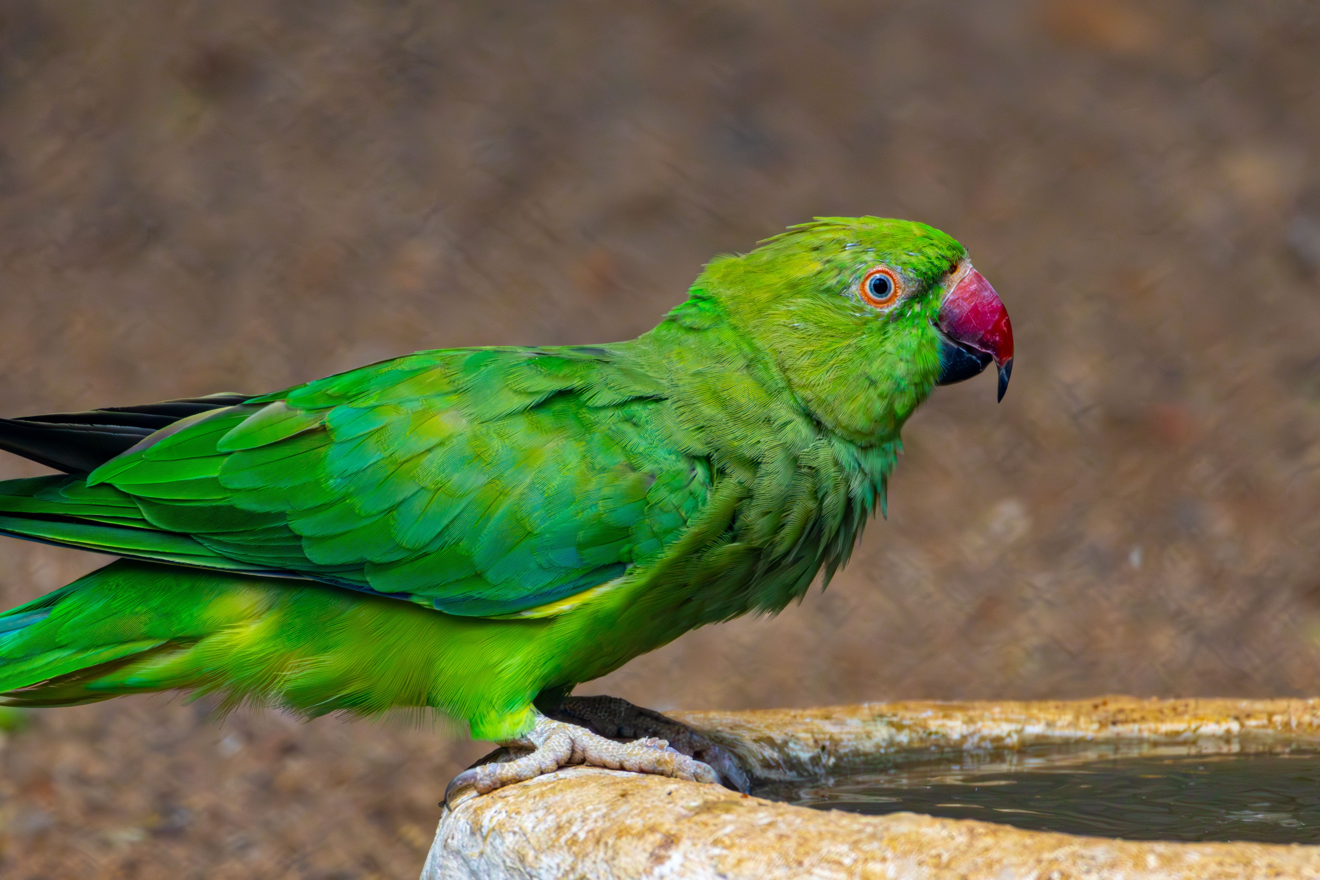 Green and Lime Bird on Gray Wood Log · Free Stock Photo