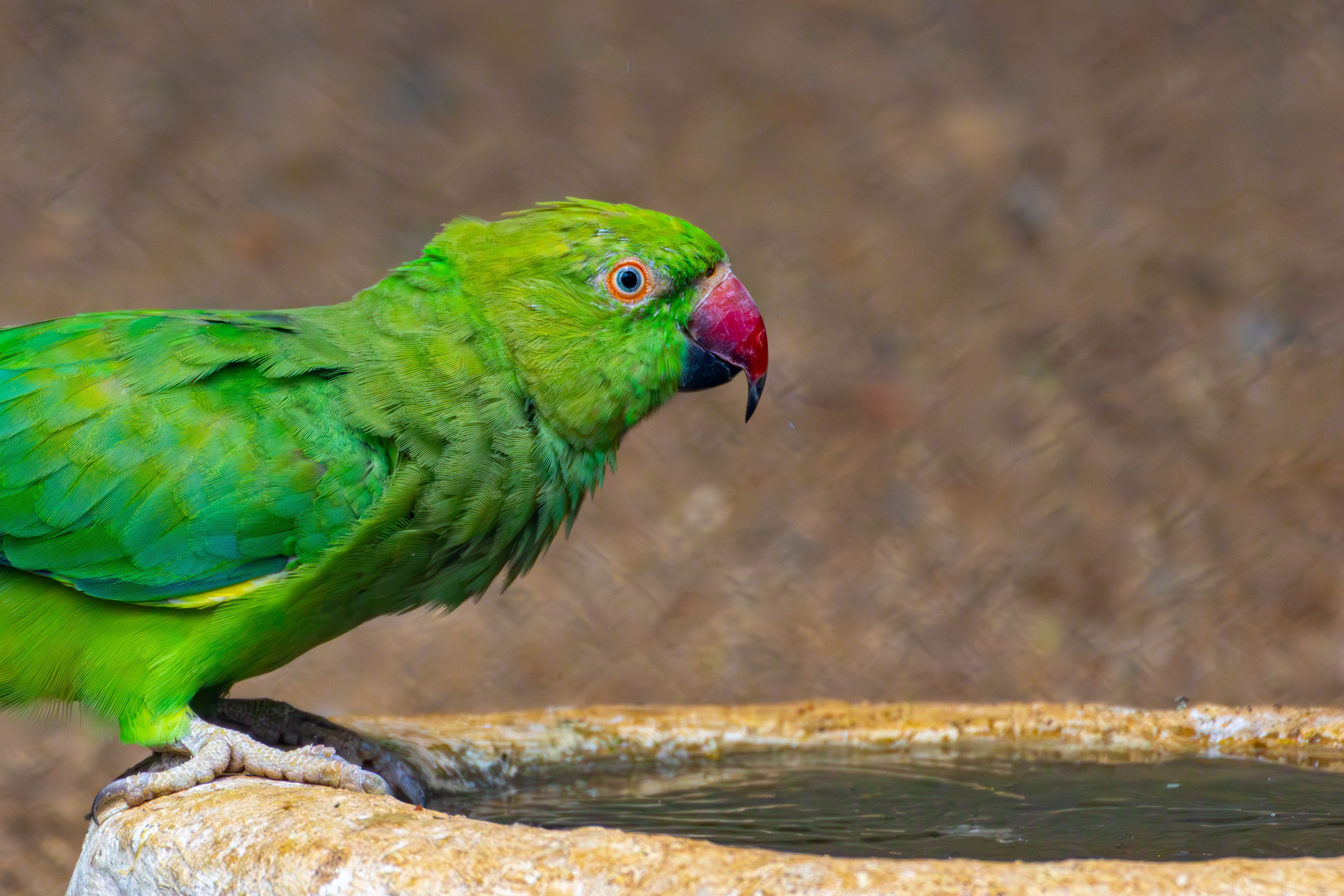 Parrot Water Photos, Download The BEST Free Parrot Water Stock Photos ...